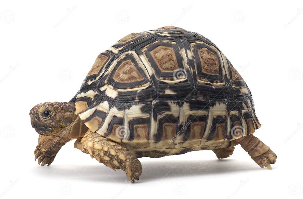 Turtle stock image. Image of carapace, shield, turtle - 3446463