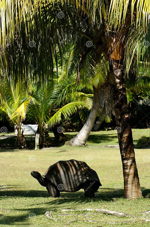 Turtle stock photo. Image of horizon, outdoors, tropical - 4180824