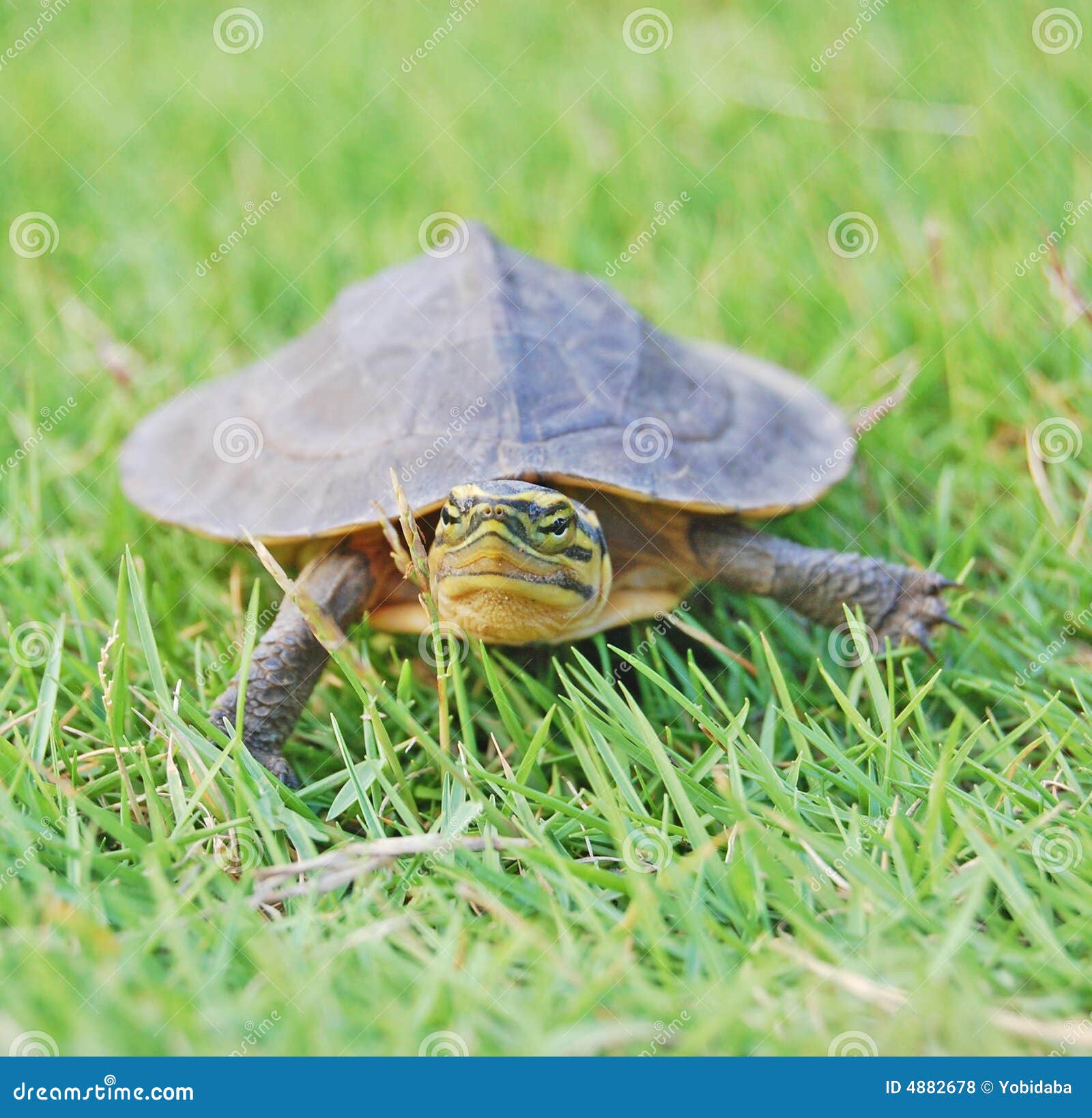 Turtle stock photo. Image of back, cute, turtle, eyes - 4882678