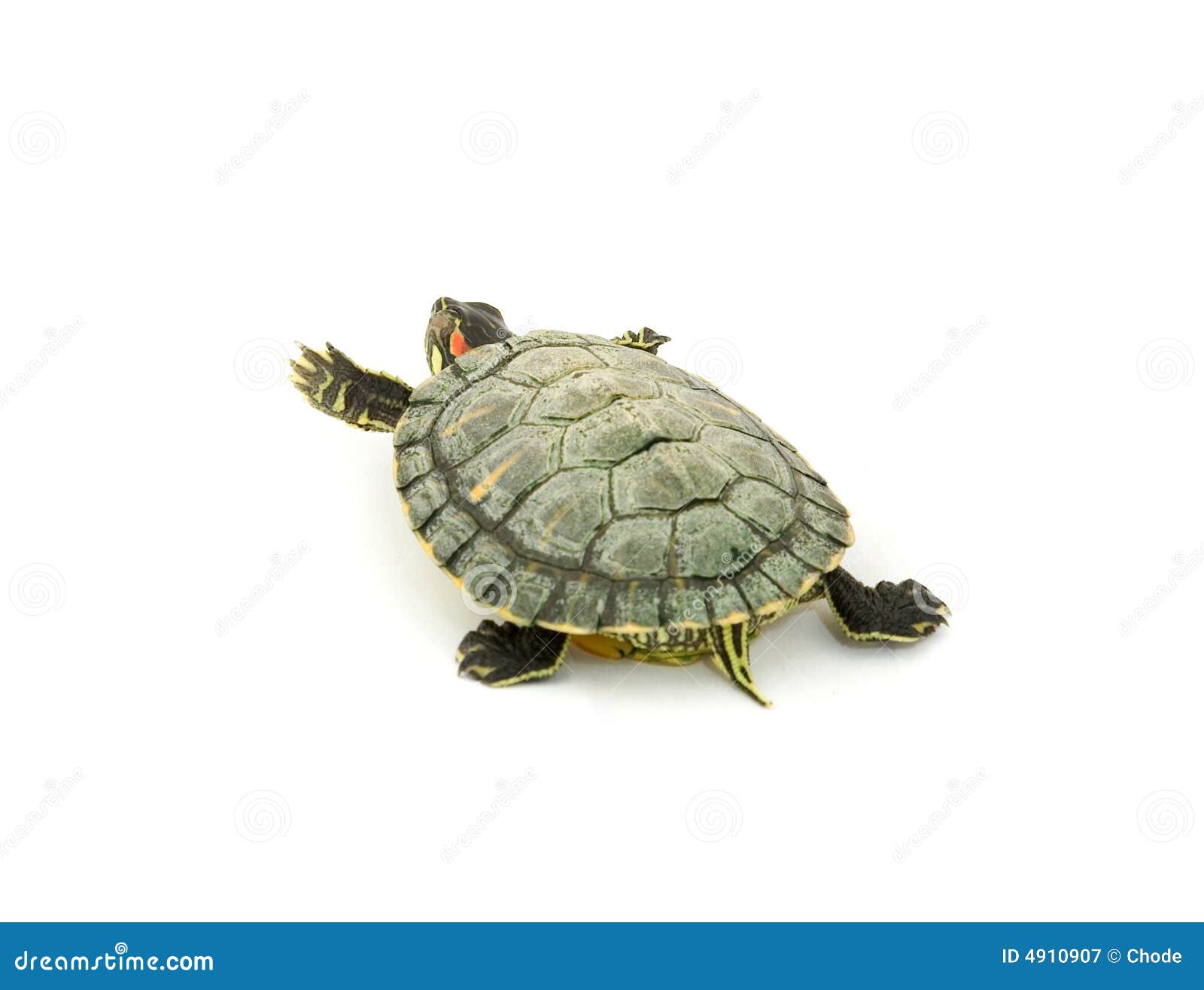 Turtle stock image. Image of reptile, isolated, shell - 4910907