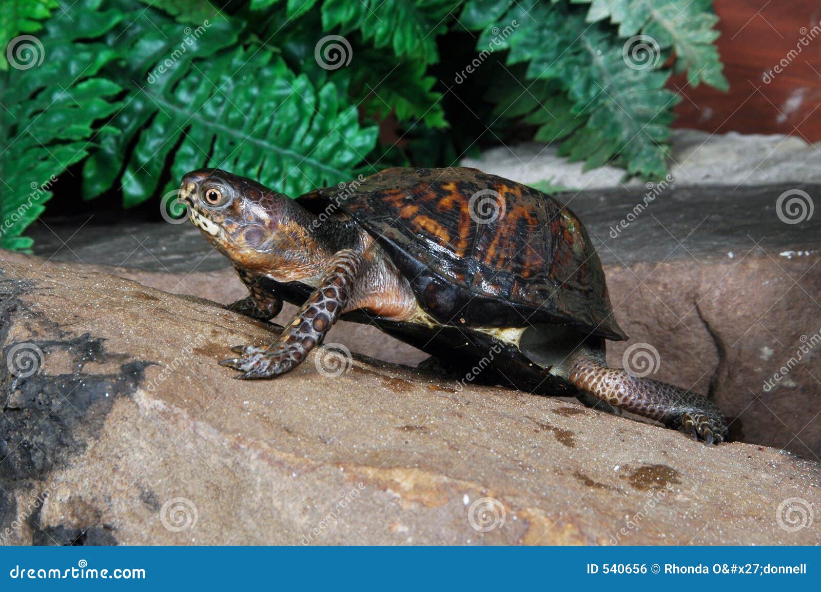 Turtle 5 stock photo. Image of cold, reptile, land, blooded - 540656