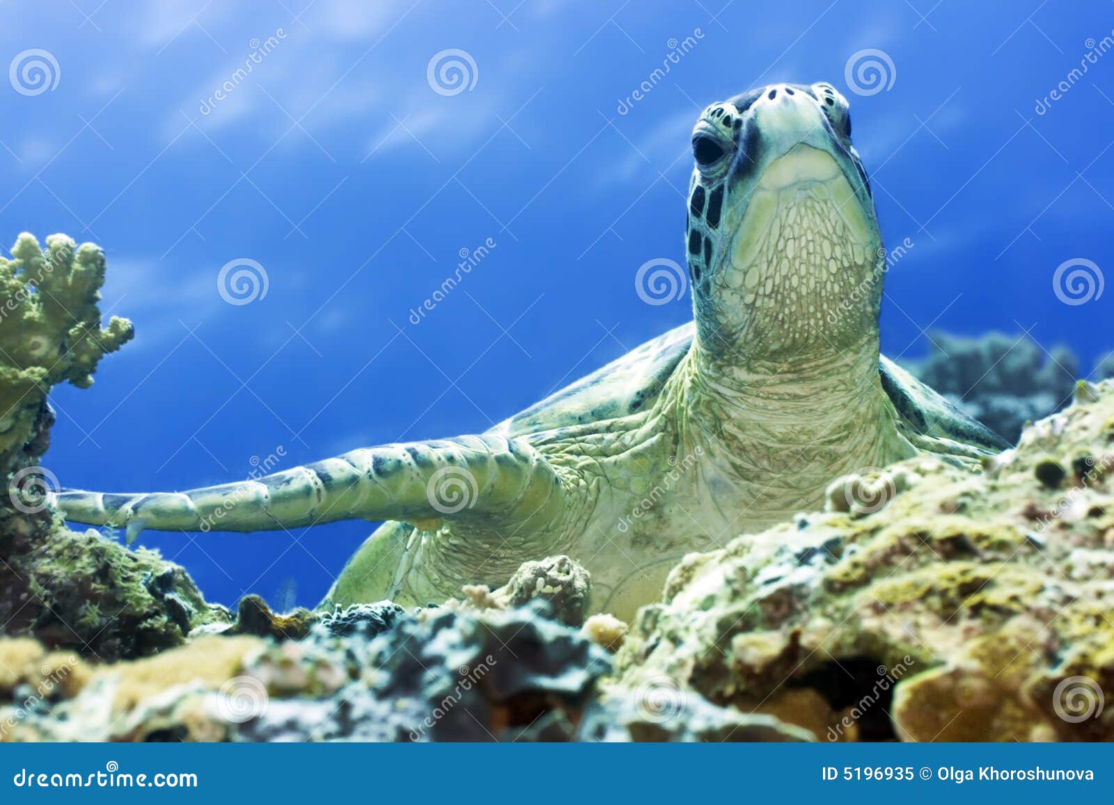 Turtle stock image. Image of celebes, alone, marine, alive - 5196935