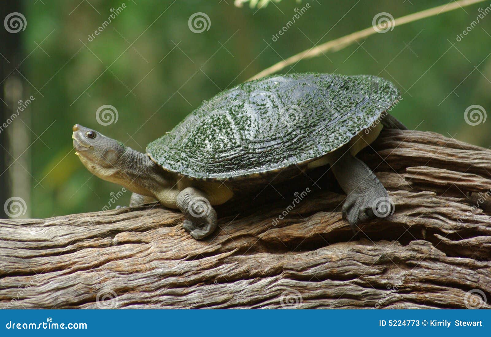 Turtle stock image. Image of brown, shell, turtle, moss - 5224773