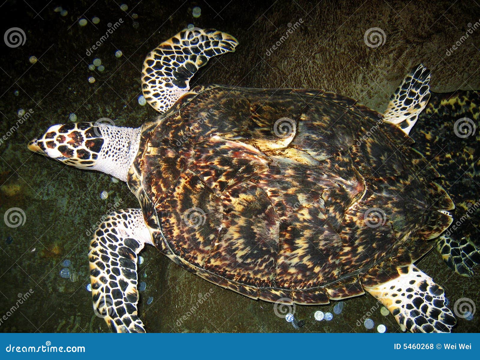 Turtle stock photo. Image of turtle, animal, close, shell - 5460268