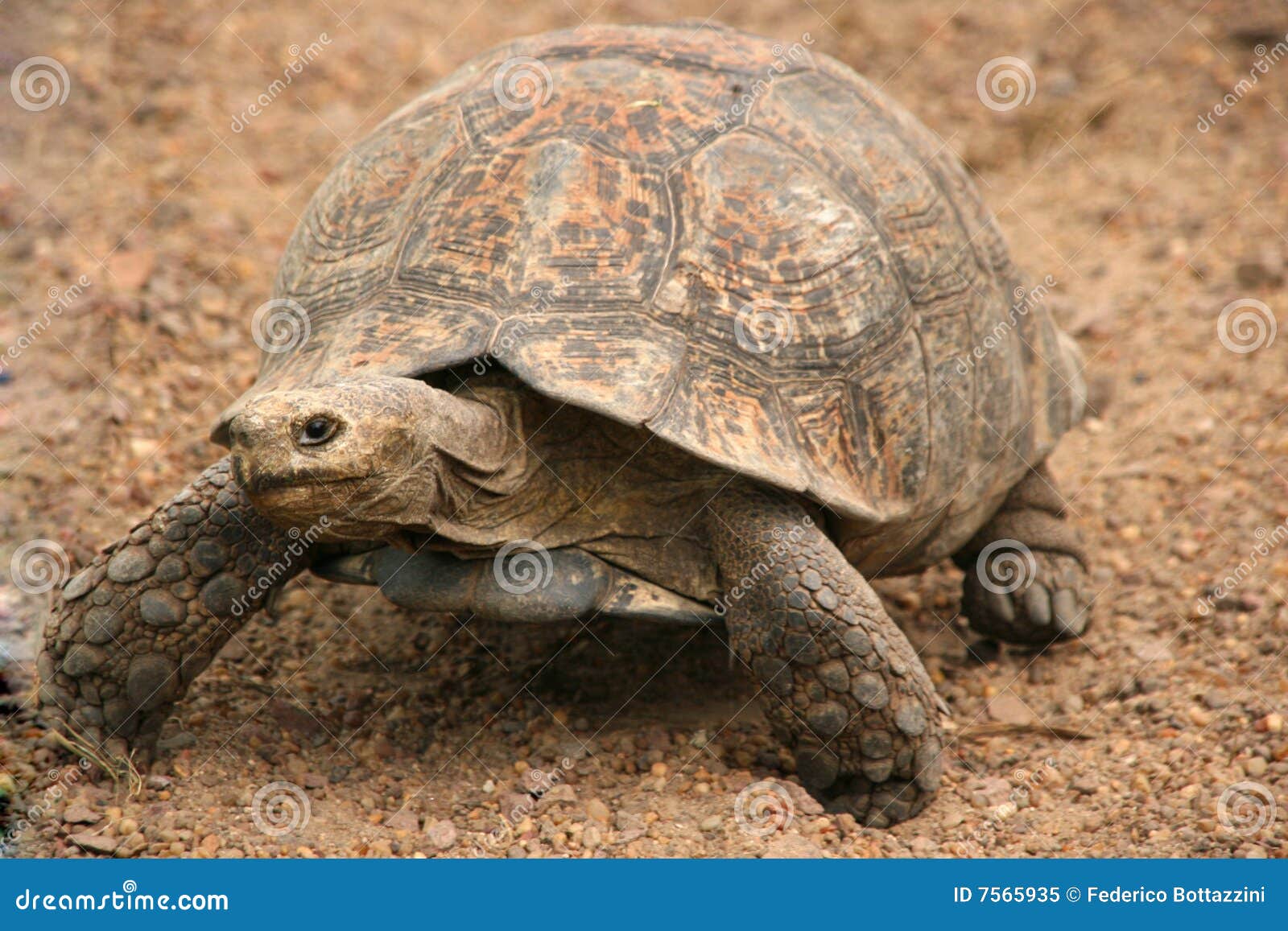 Turtle stock image. Image of legs, reptiles, animal, leaves - 7565935