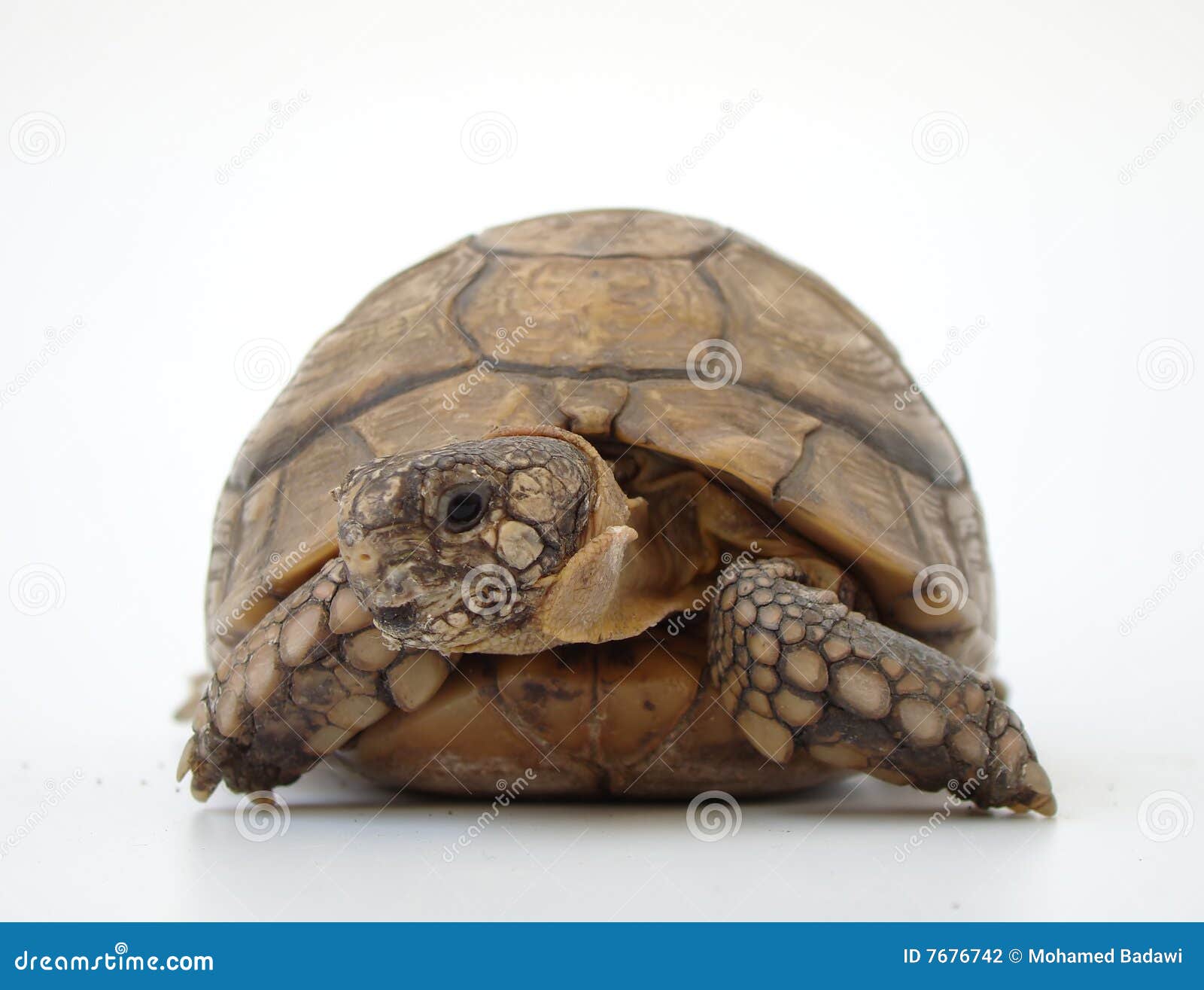 Turtle Front Leg And Head In Detail As Background Royalty-Free Stock ...