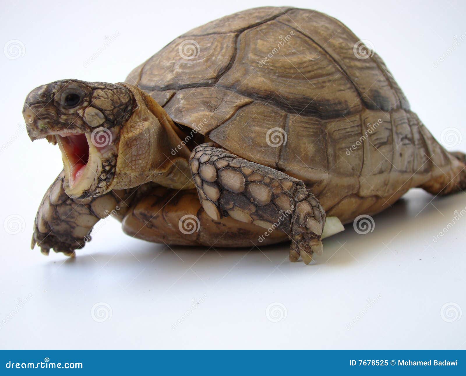 Turtle Royalty Free Stock Photo - Image: 7678525