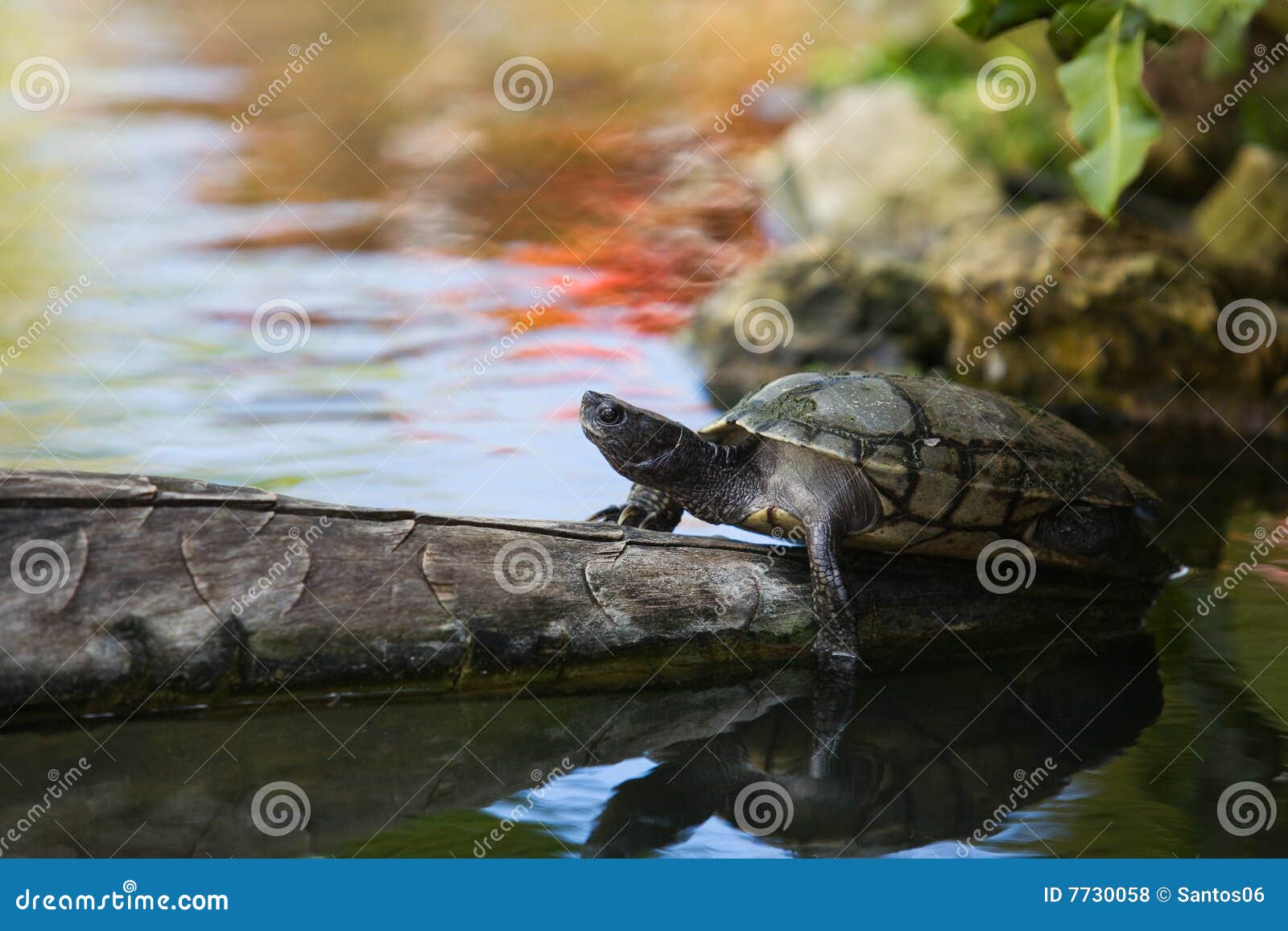 Turtle stock photo. Image of relaxing, water, outdoor - 7730058