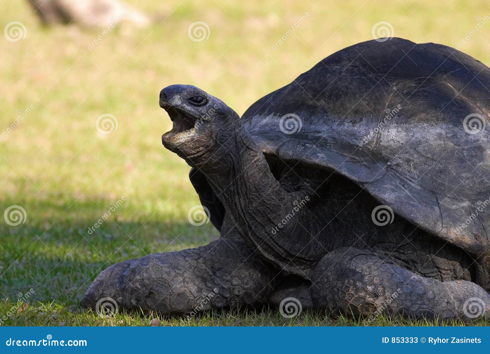 Turtle stock image. Image of turtle, hard, turtles, giant - 853333