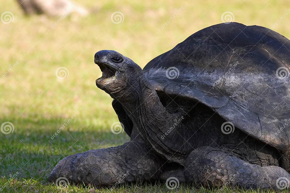 Turtle stock image. Image of turtle, hard, turtles, giant - 853333