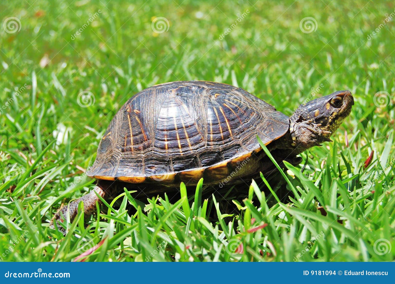 Turtle stock photo. Image of turtle, scales, animal, amphibian - 9181094