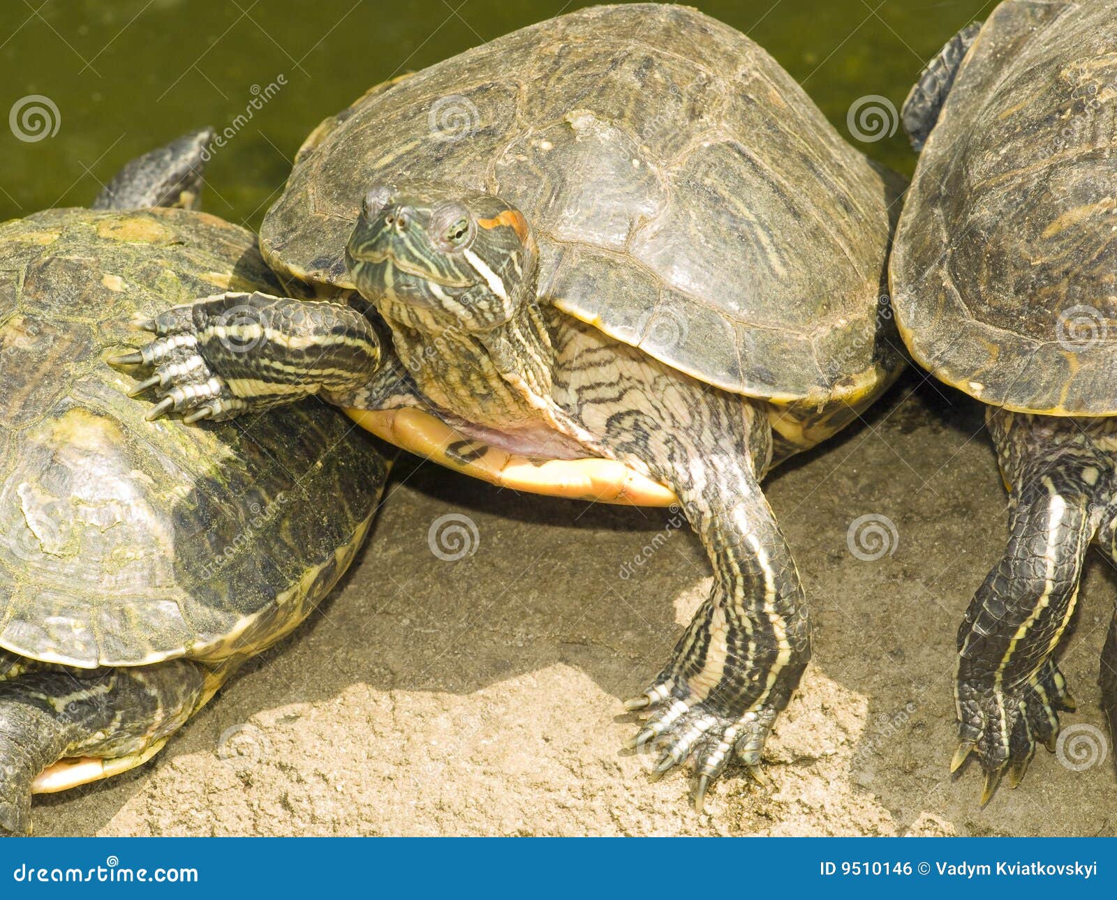 Turtle stock photo. Image of unusual, stare, reptiles - 9510146