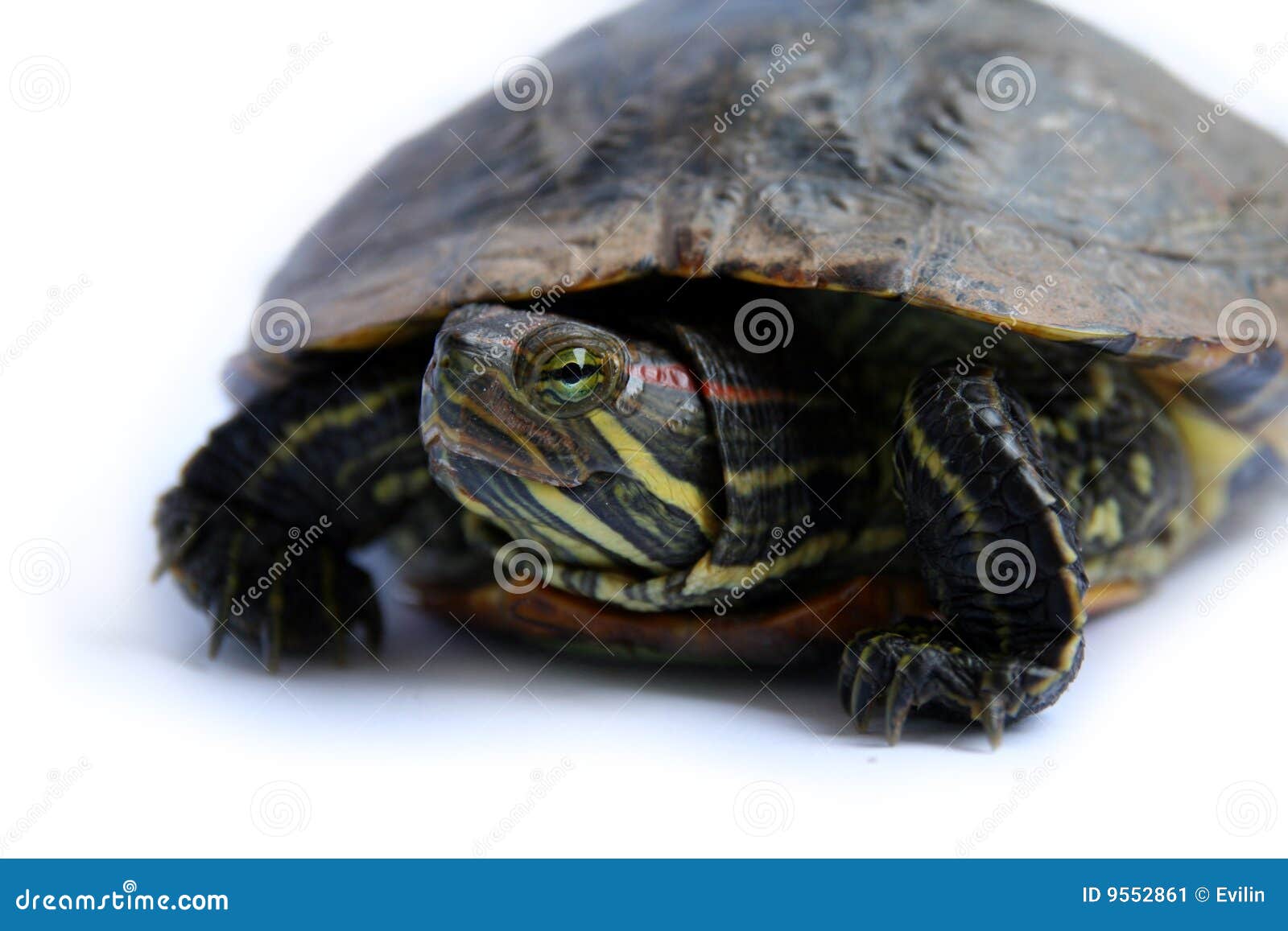 Turtle stock image. Image of carapace, shell, turtle, armour - 9552861