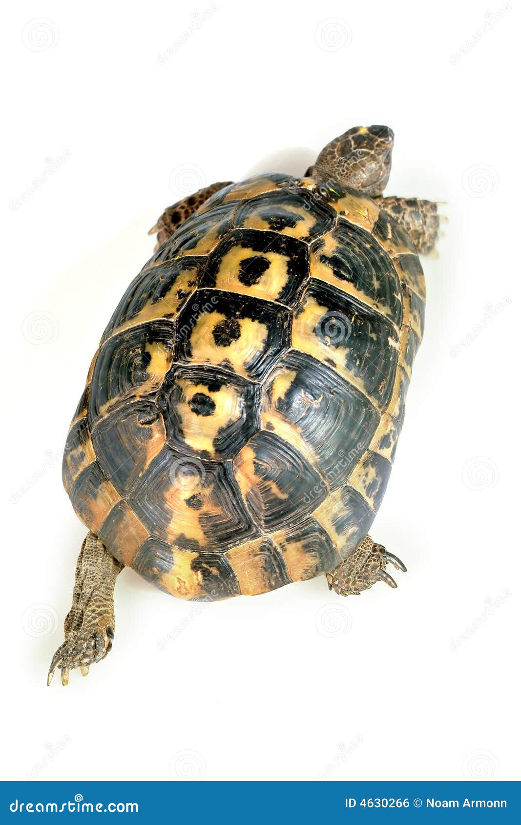 Turtle from above stock photo. Image of male, reptiles - 4630266