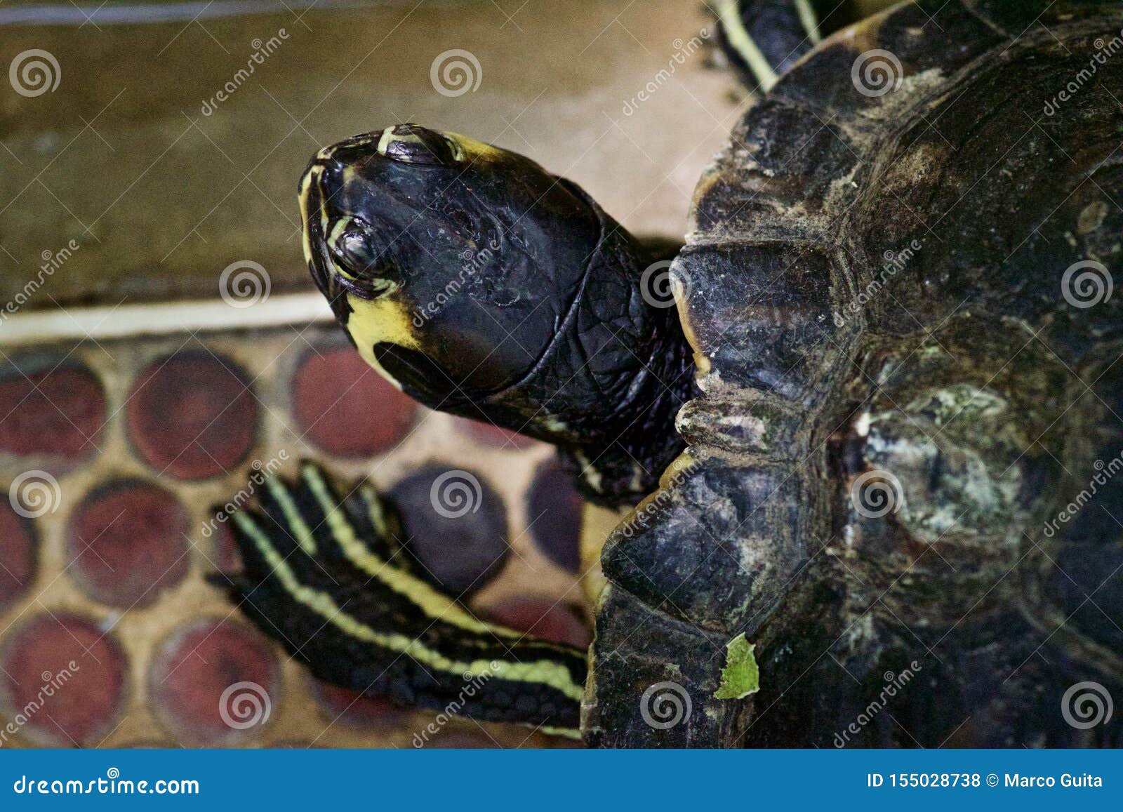 Turtle from above stock photo. Image of turtle, yellow - 155028738