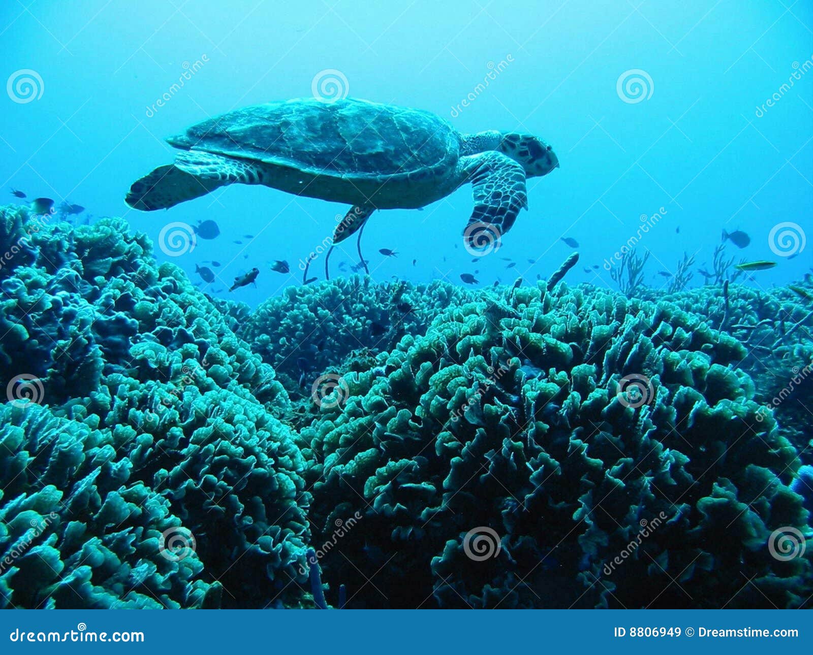 Turtle Above Reef stock image. Image of mydas, flying - 8806949