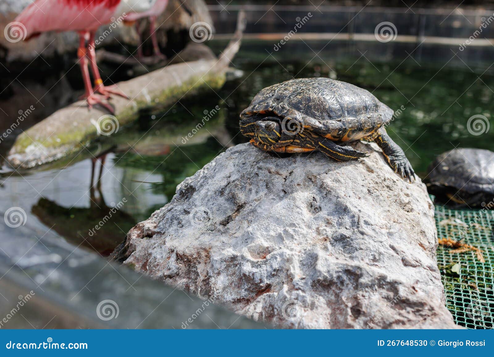 Turtle Above the Rocks Near a Pond with Birds Stock Photo - Image of ...