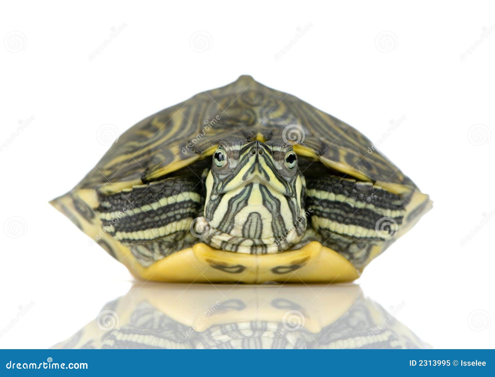 Turtle - Acanthochelys stock image. Image of concept, reptile - 2313995