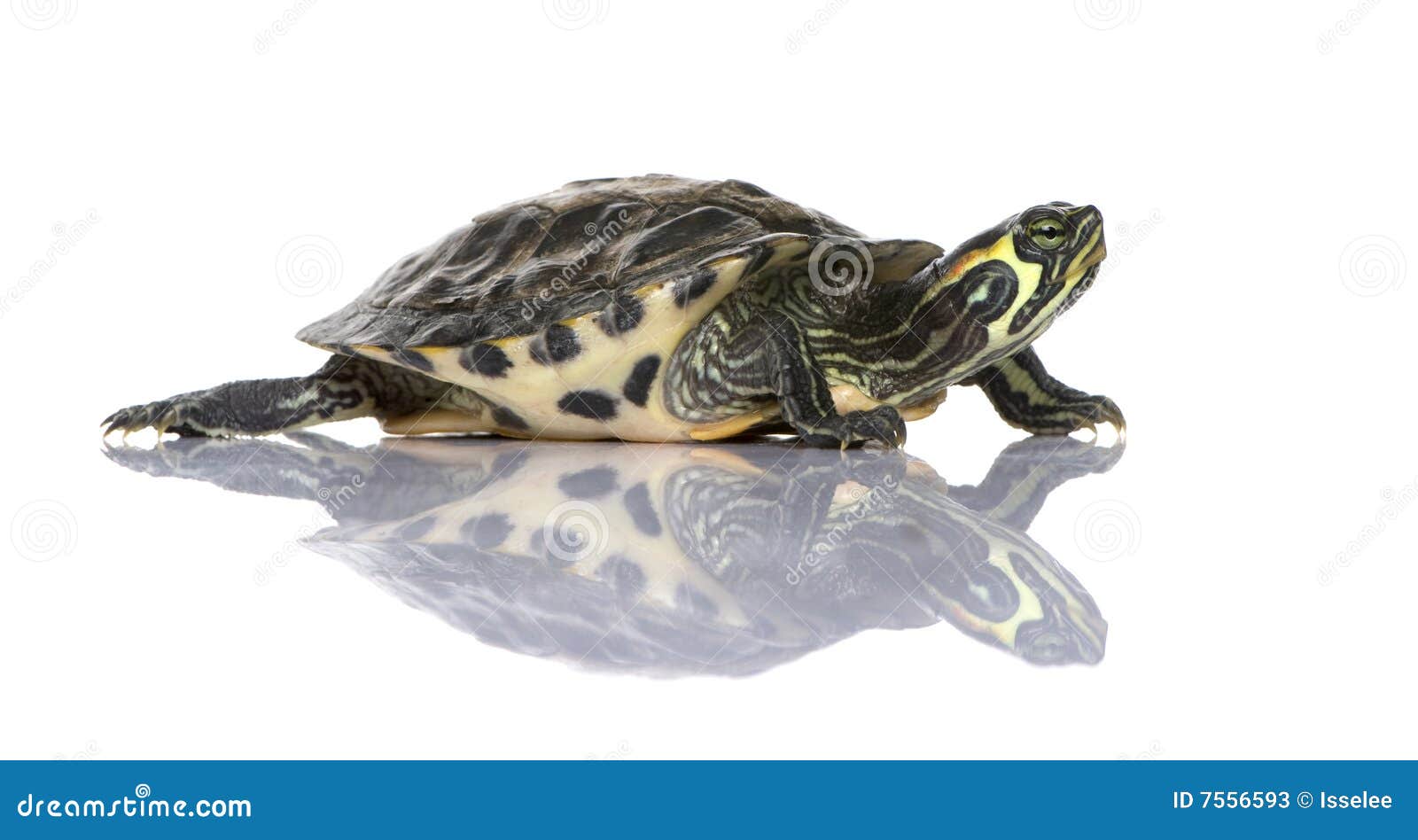 Turtle - Acanthochelys stock image. Image of redfooted - 7556593