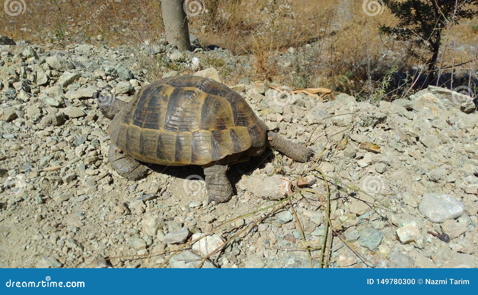 A Turtle in the Mediterranean Stock Photo - Image of turtle, reptile ...