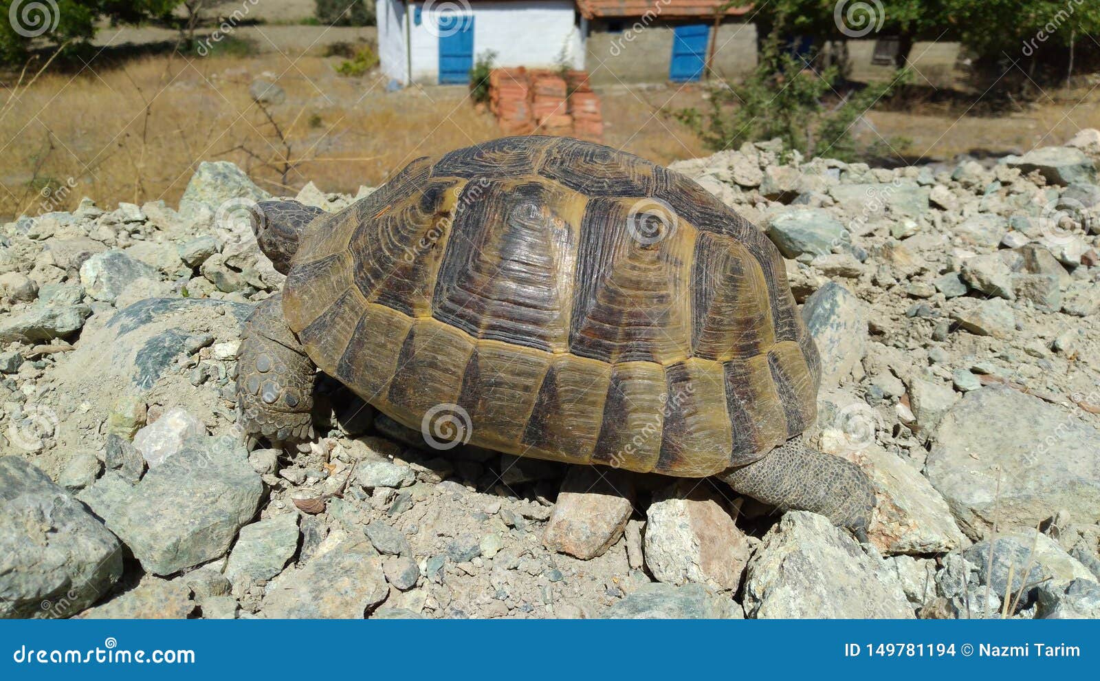 A Turtle in the Mediterranean Stock Photo - Image of mediterranean ...