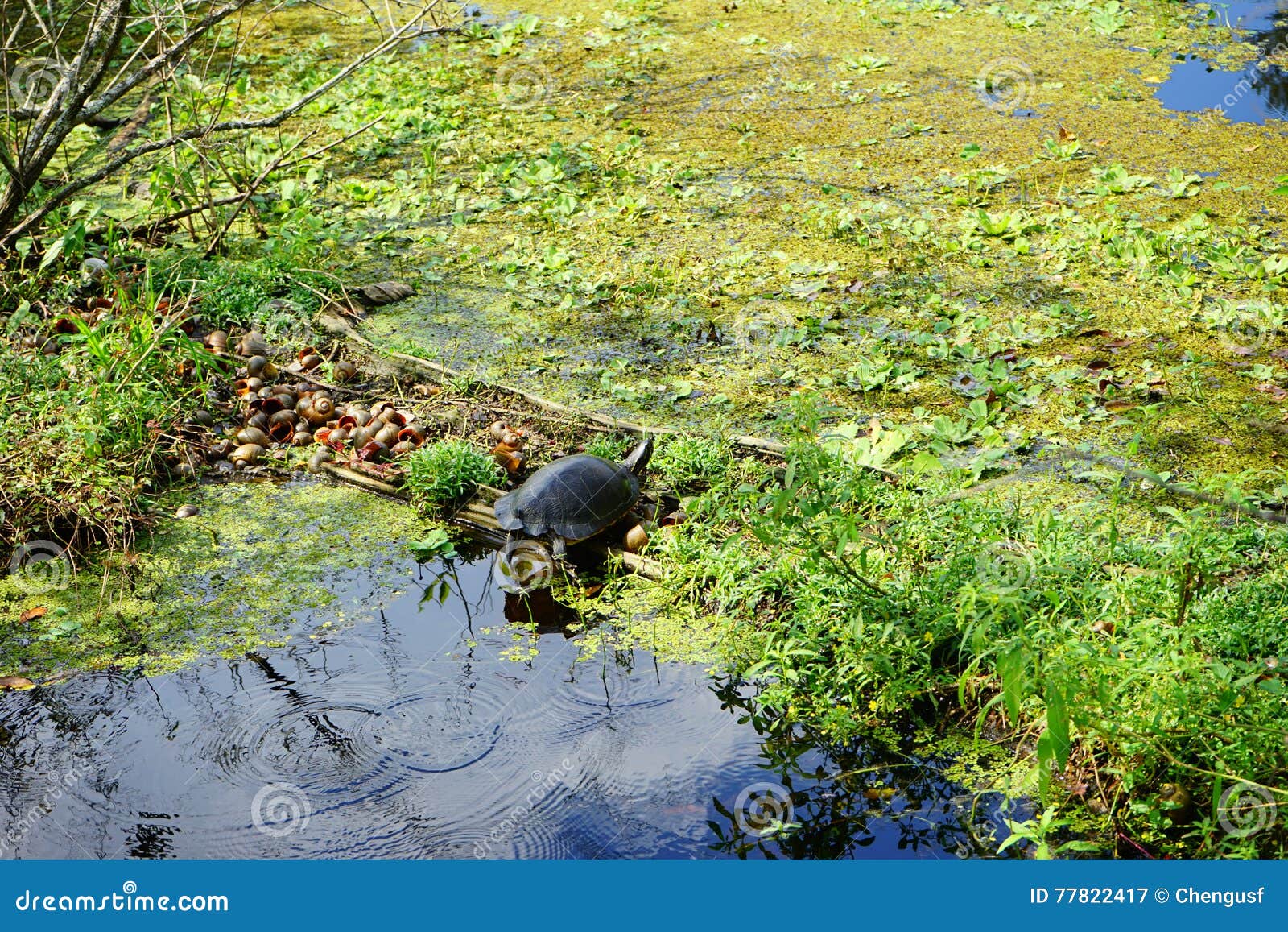 Turtle With Algae Growing On Shell Stock Photo | CartoonDealer.com ...