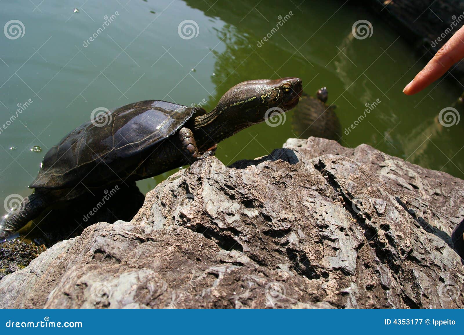 Turtle Allured by a Finger (Pelusios Niger) Stock Image - Image of park ...