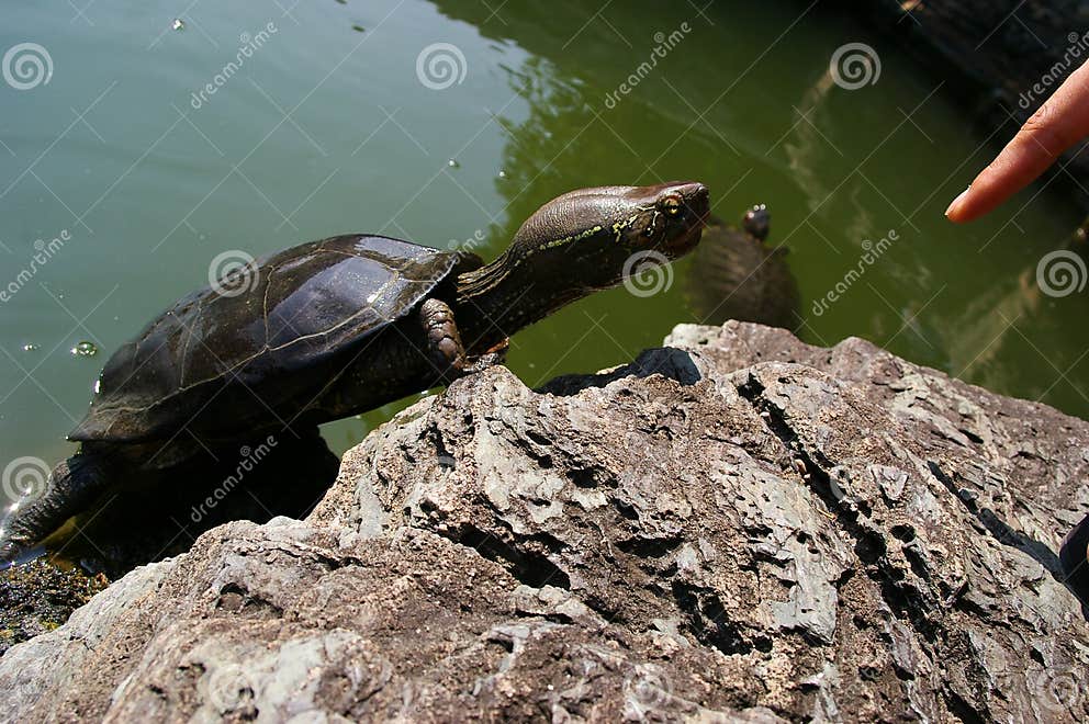 Turtle Allured by a Finger (Pelusios Niger) Stock Image - Image of park ...