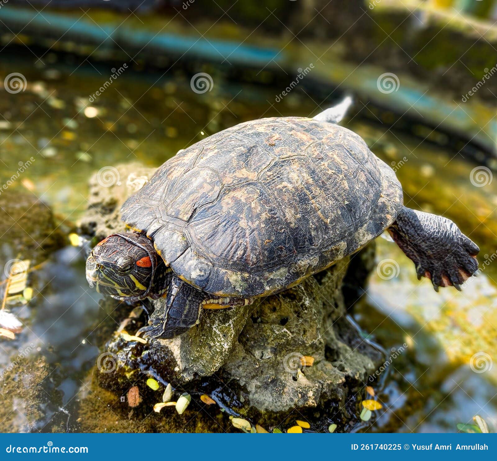 Turtle alone in the rock stock image. Image of tortoise - 261740225