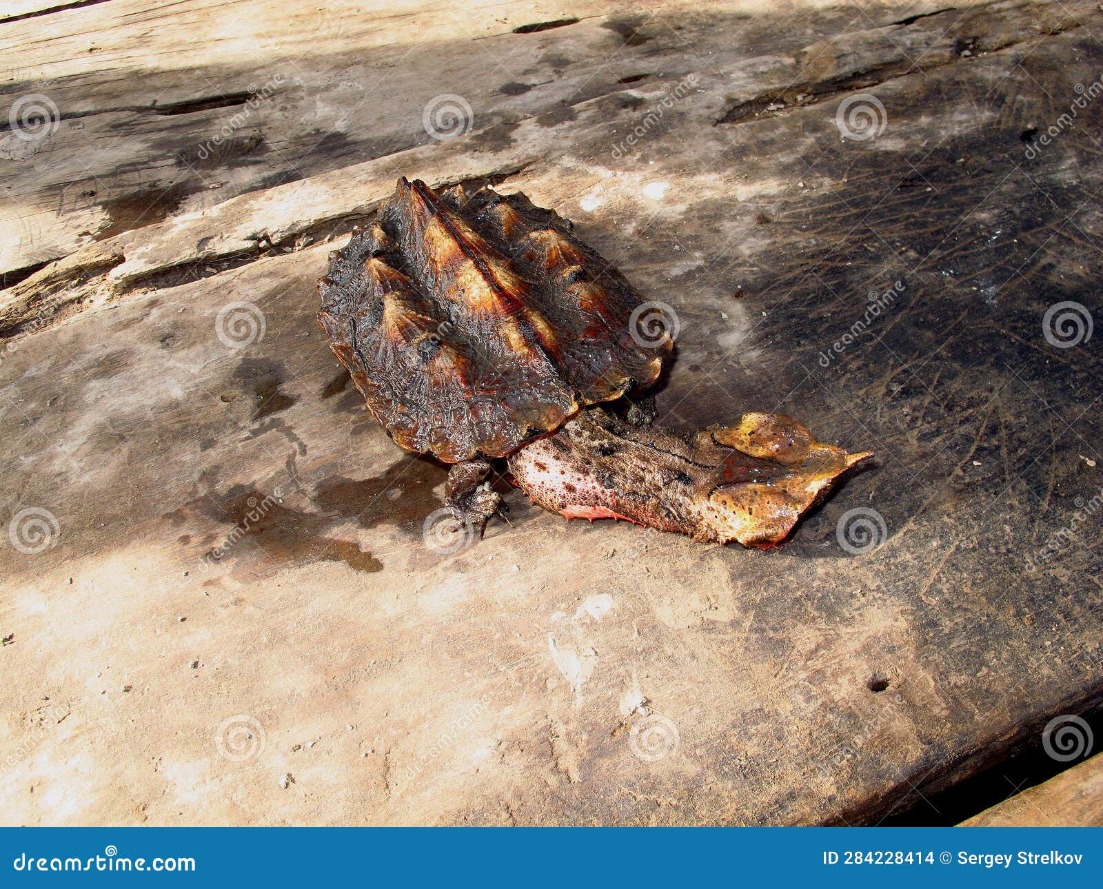 Turtle on Amazon River, Peru Stock Photo - Image of colorful, lake ...
