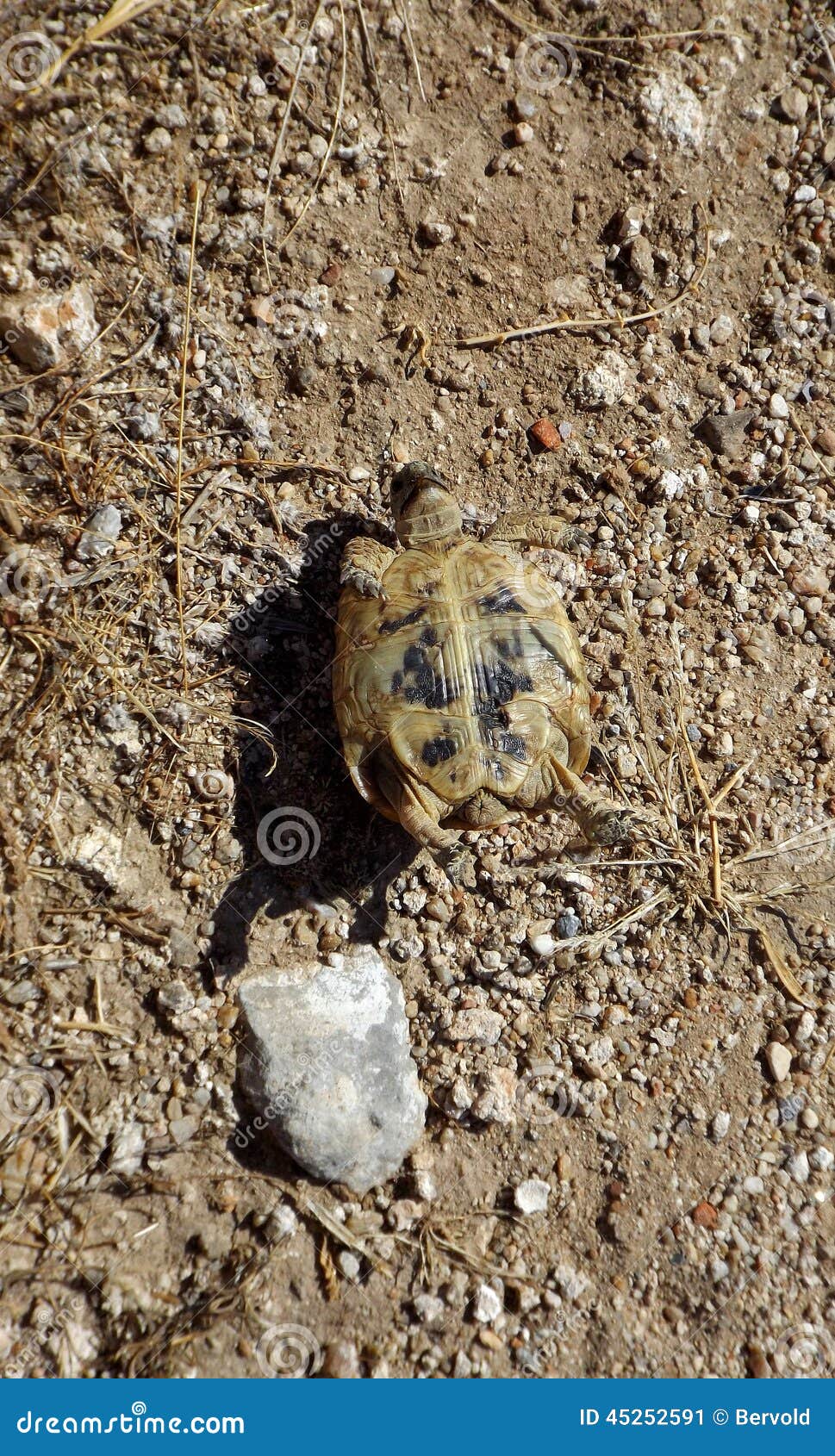 Turtle in Ancient City Bechin Stock Image - Image of stone, fortress ...