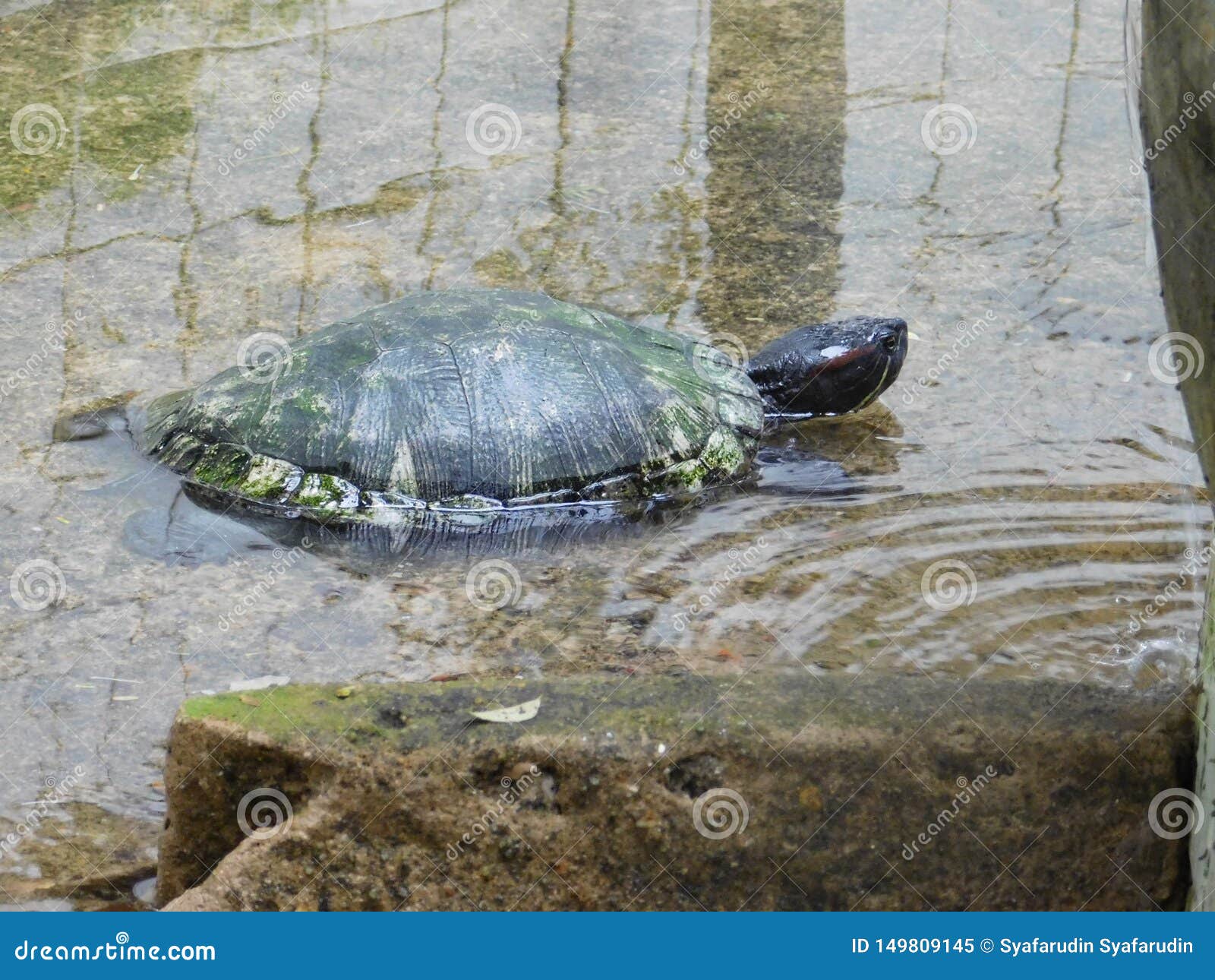 Turtle Animals are Playing Water Stock Image - Image of pond, indonesia ...