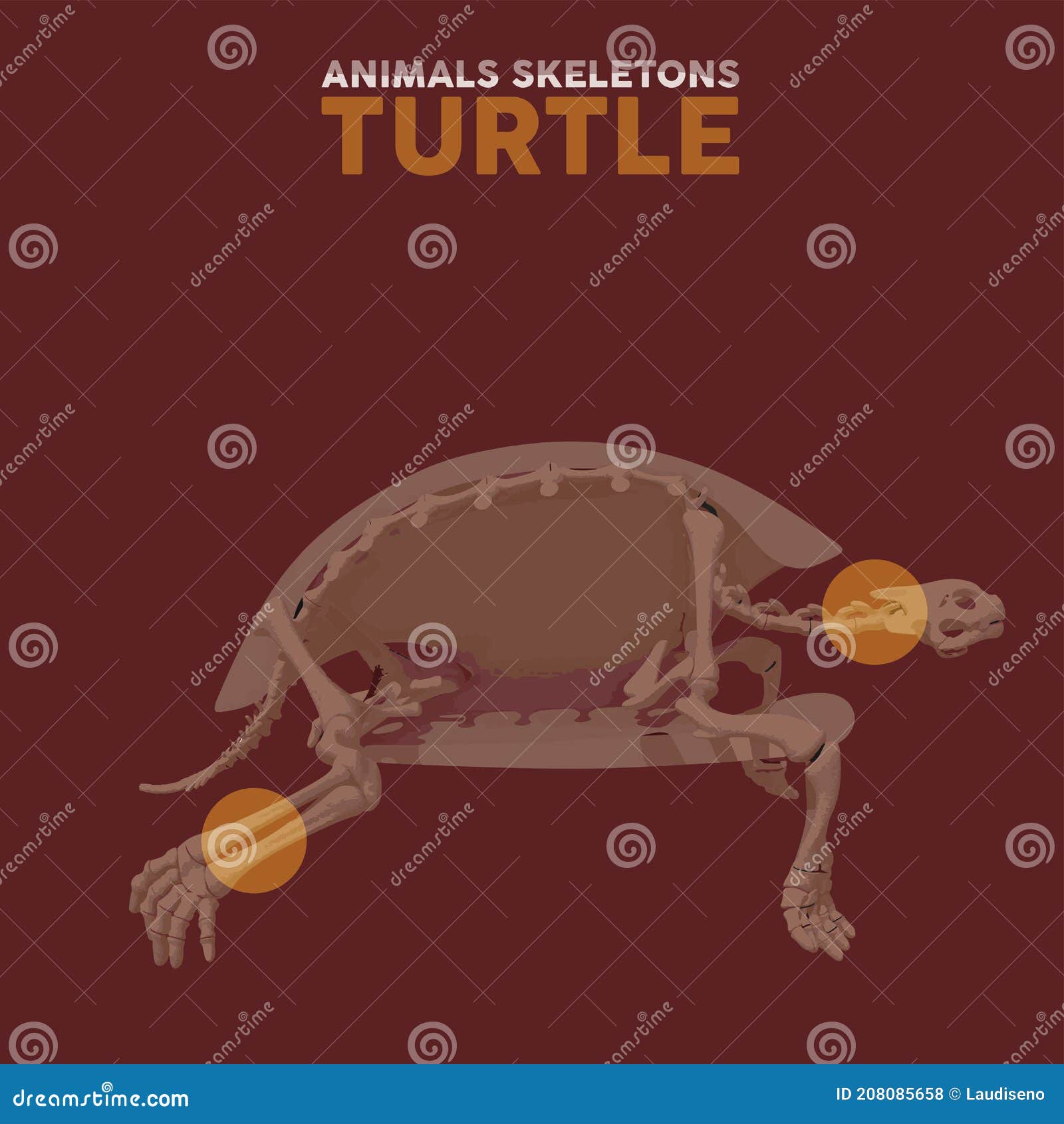 Turtle Animals Skeletons stock vector. Illustration of biology - 208085658