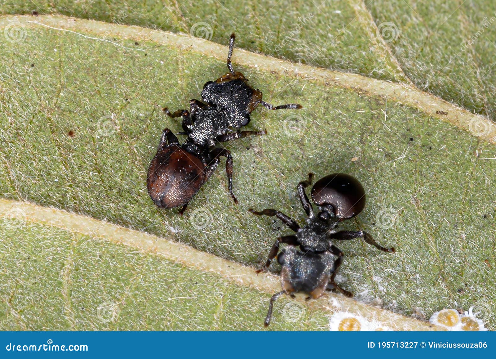 Turtle Ant stock image. Image of cephalotes, presidente - 195713227