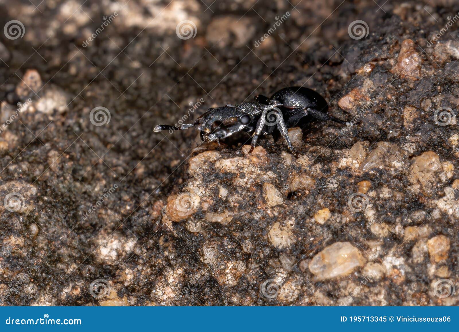 Turtle Ant stock image. Image of brazilian, america - 195713345