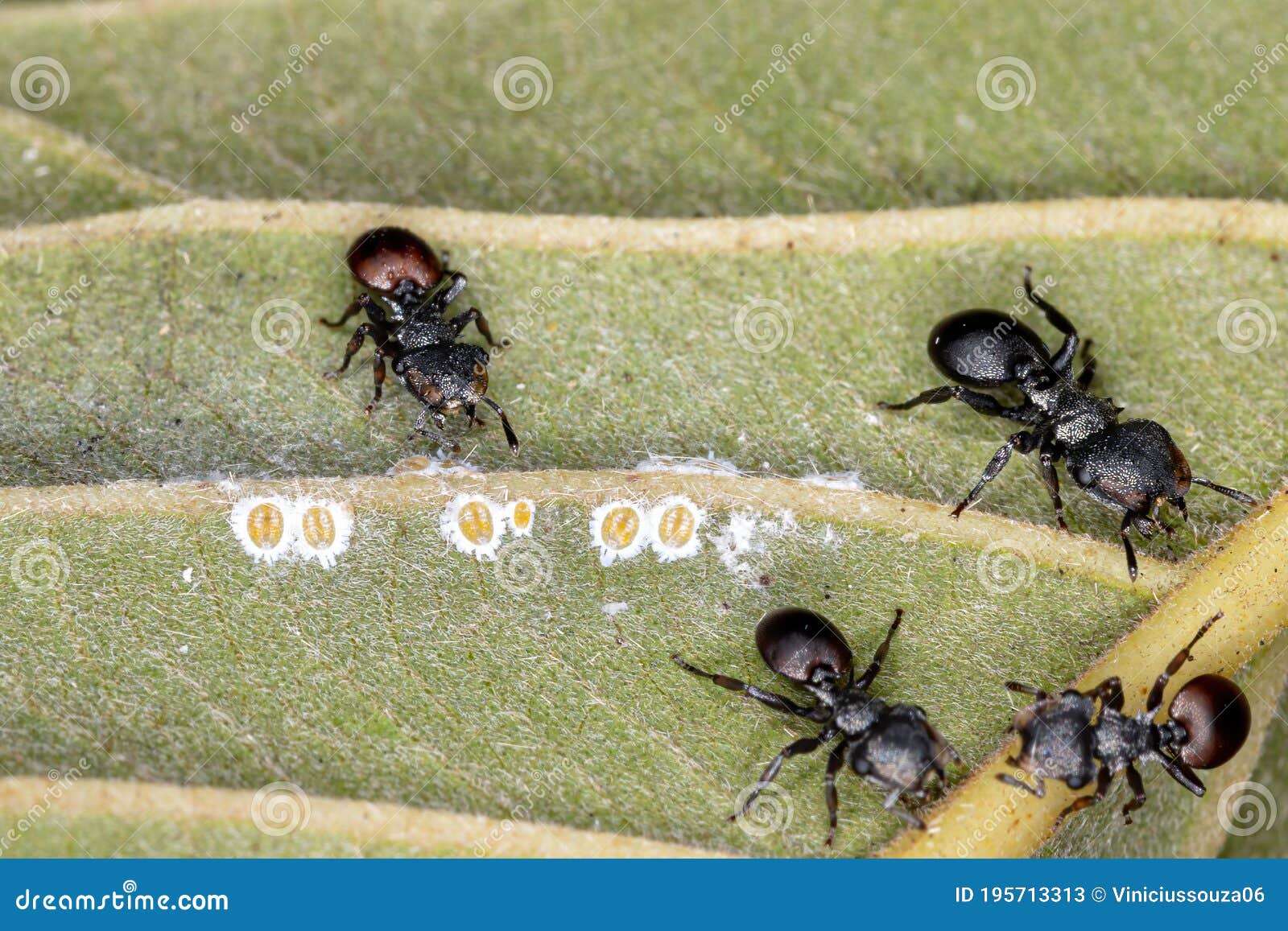 Turtle Ant stock image. Image of nature, background - 195713313