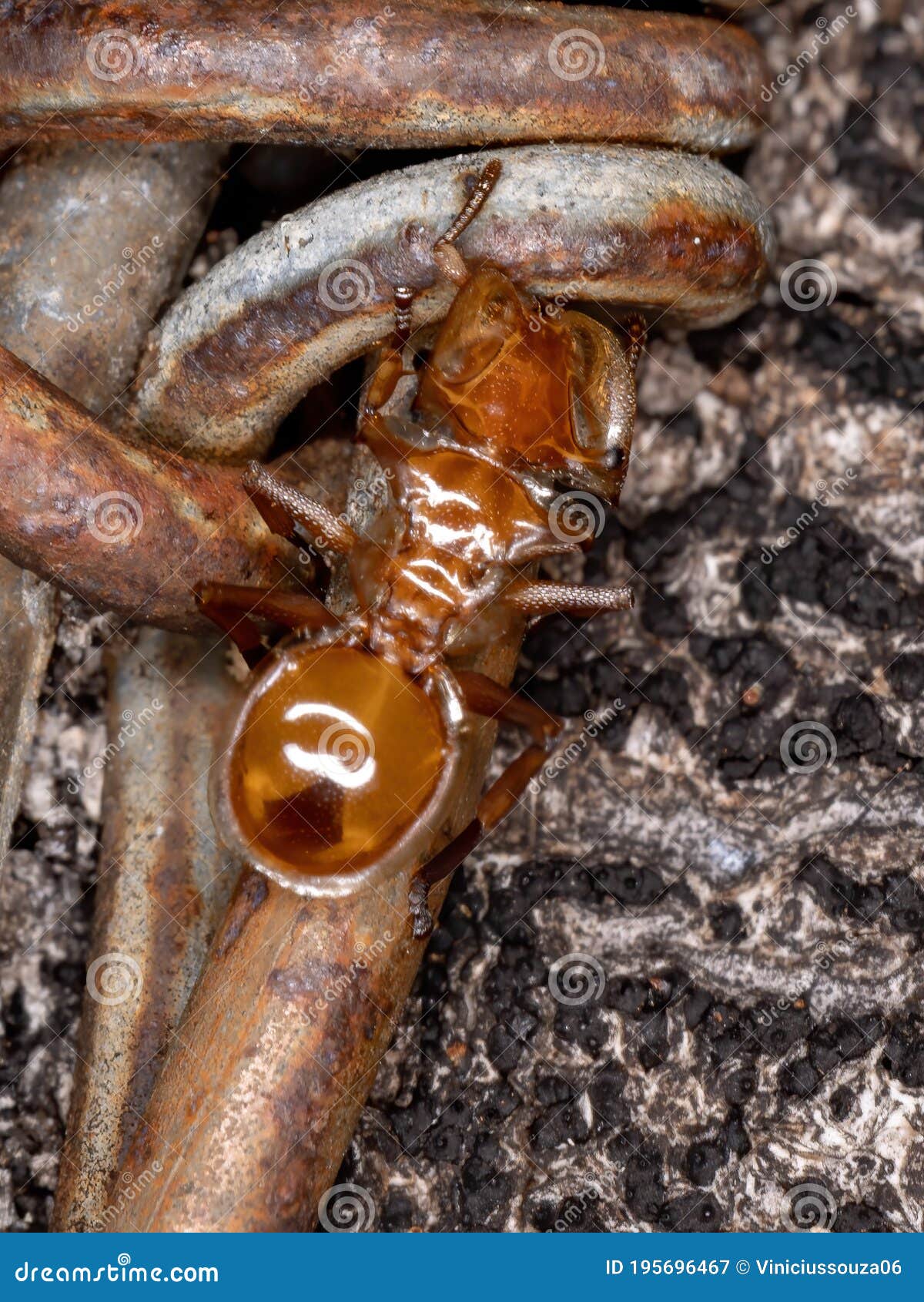 Turtle ant stock image. Image of clypeatus, hymenoptera - 195696467