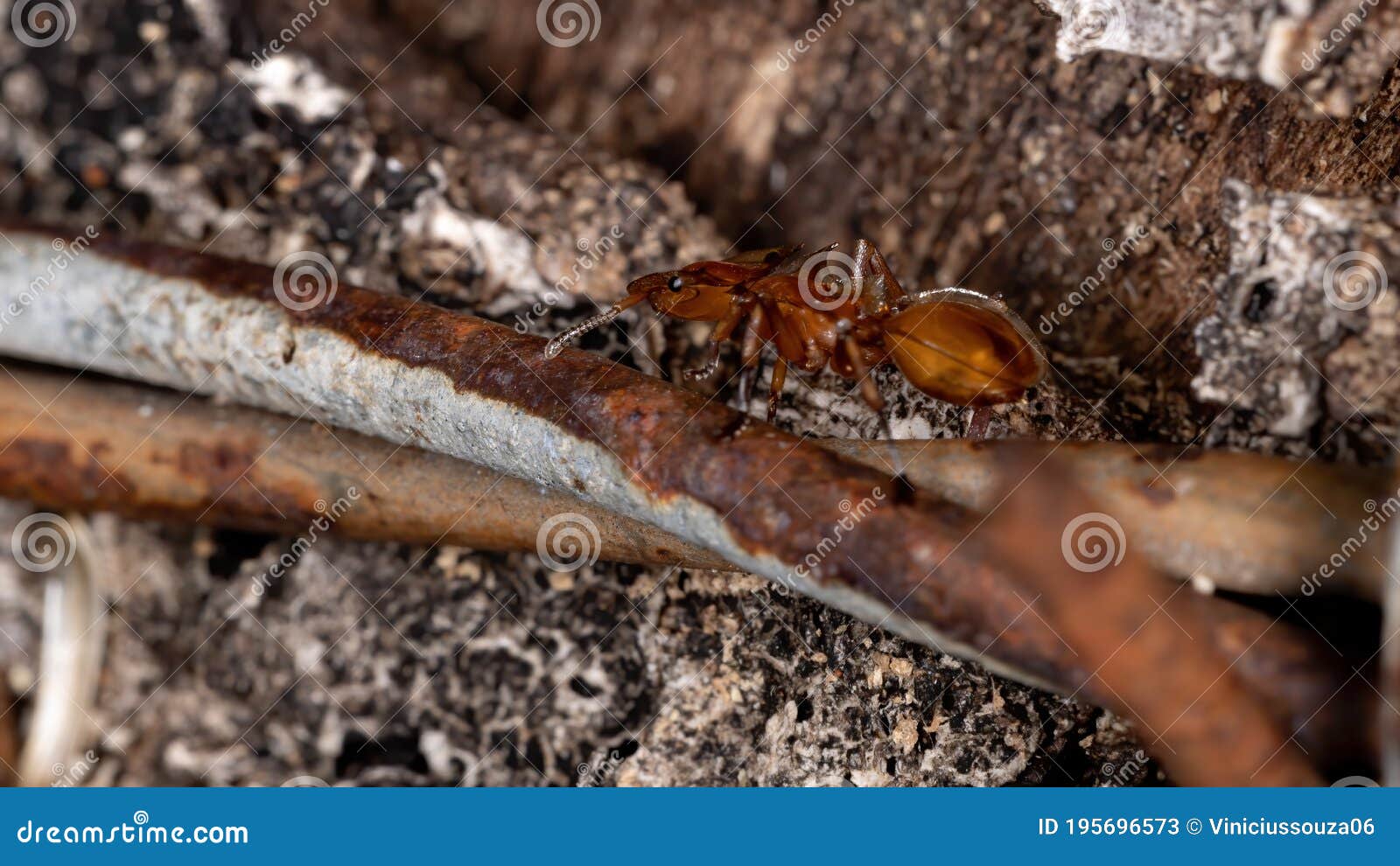 Turtle ant stock image. Image of brazilian, figueiredo - 195696573