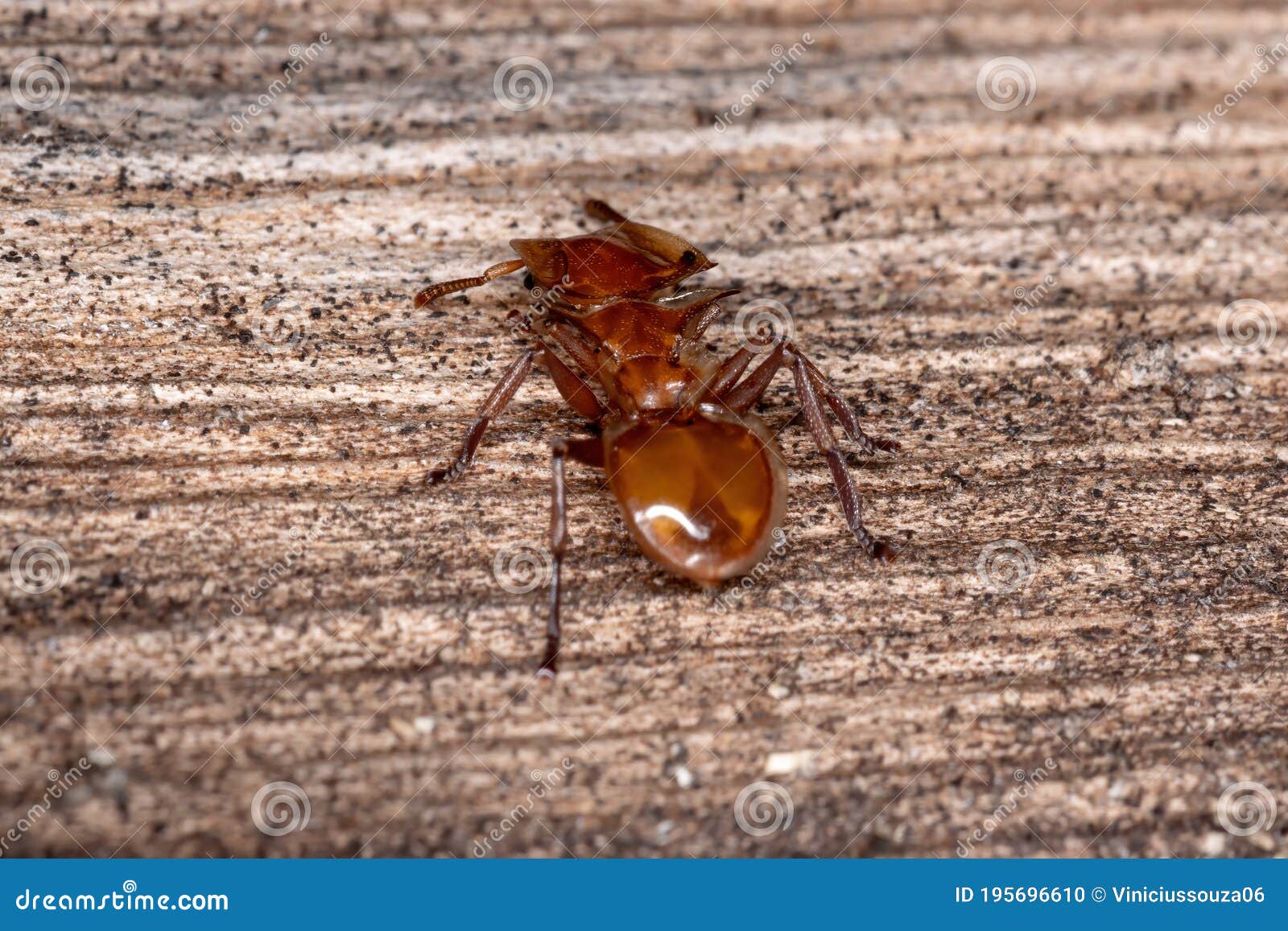 Turtle ant stock photo. Image of arthropod, myrmicinae - 195696610