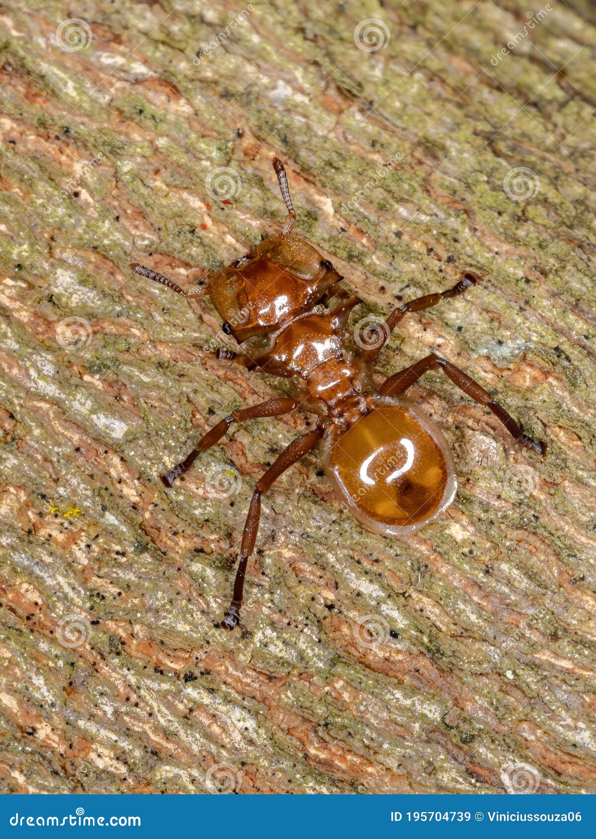 Turtle Ant stock image. Image of central, brown, entomology - 195704739