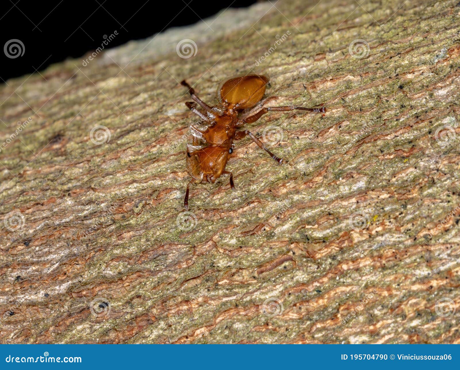 Turtle Ant stock photo. Image of central, fauna, clypeatus - 195704790