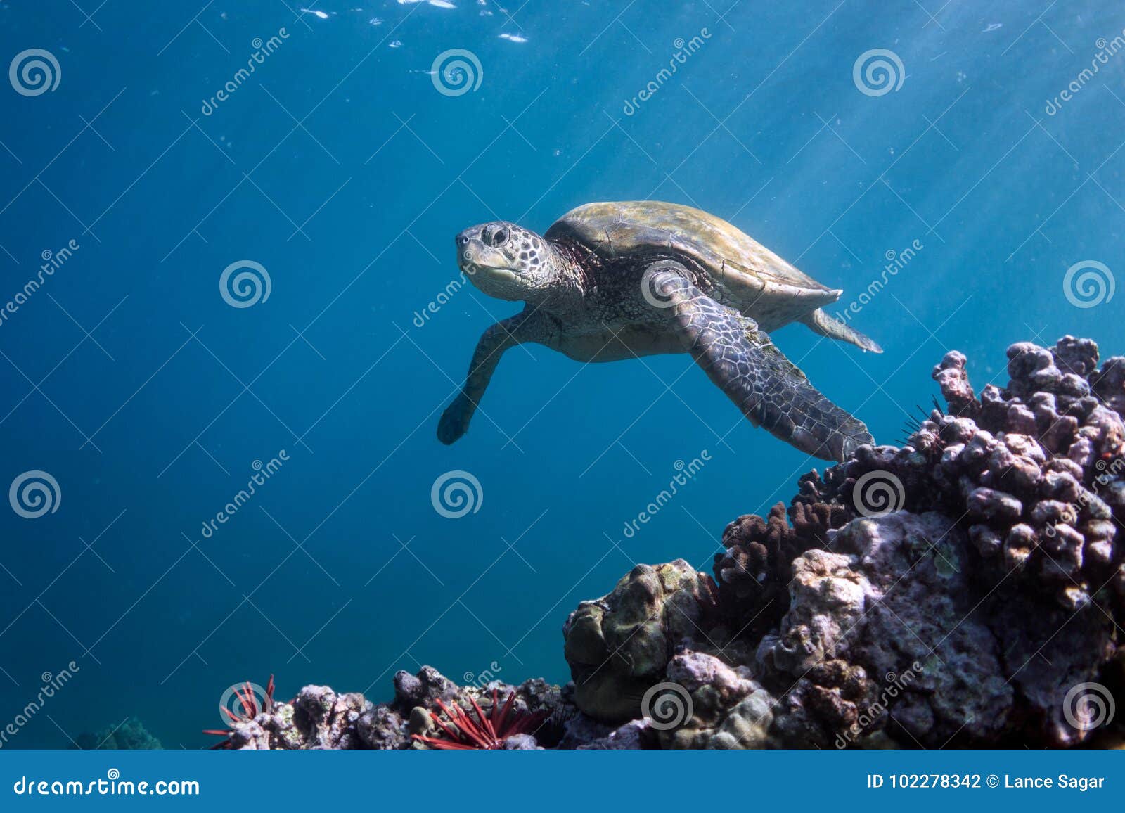 Turtle Approach stock photo. Image of oceanic, outcrop - 102278342