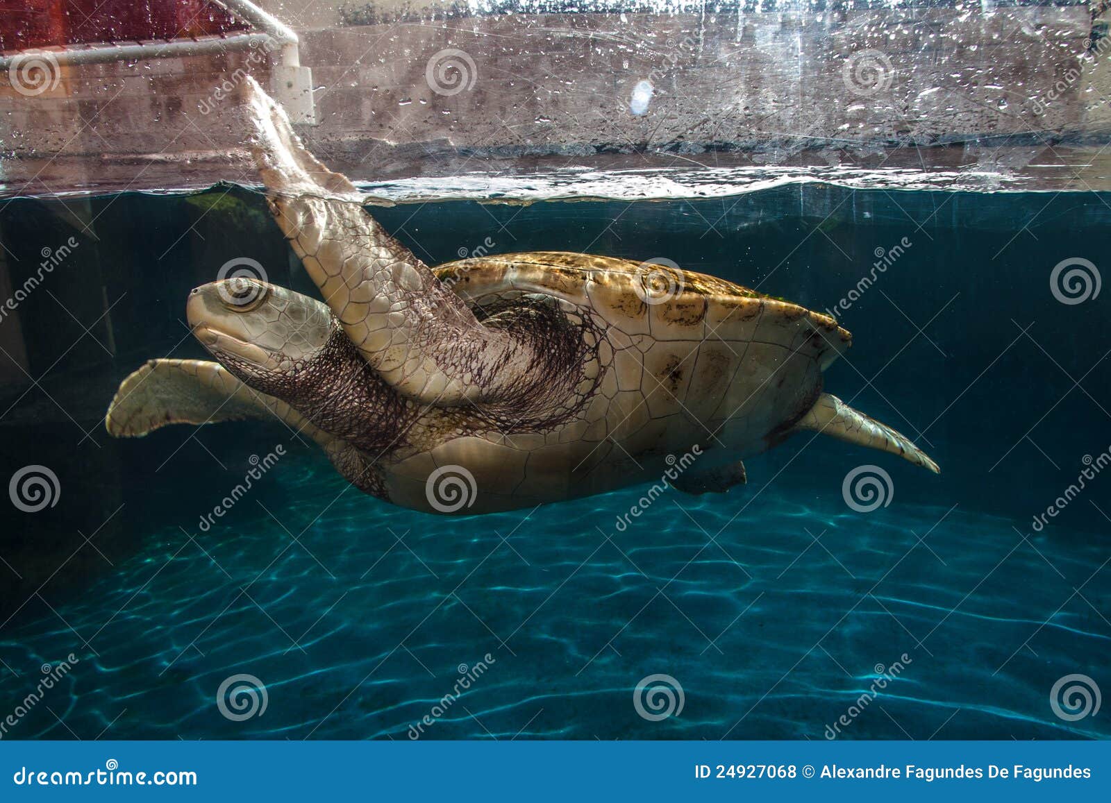 Turtle in Aquarium Cancun stock photo. Image of america - 24927068