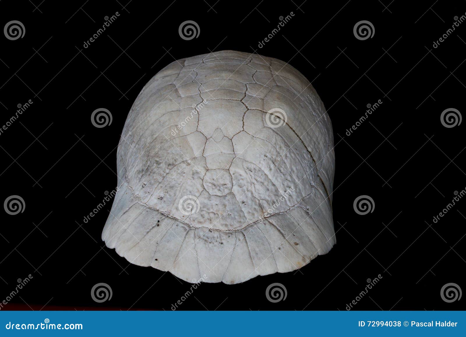 Turtle armature stock photo. Image of shell, skeleton - 72994038