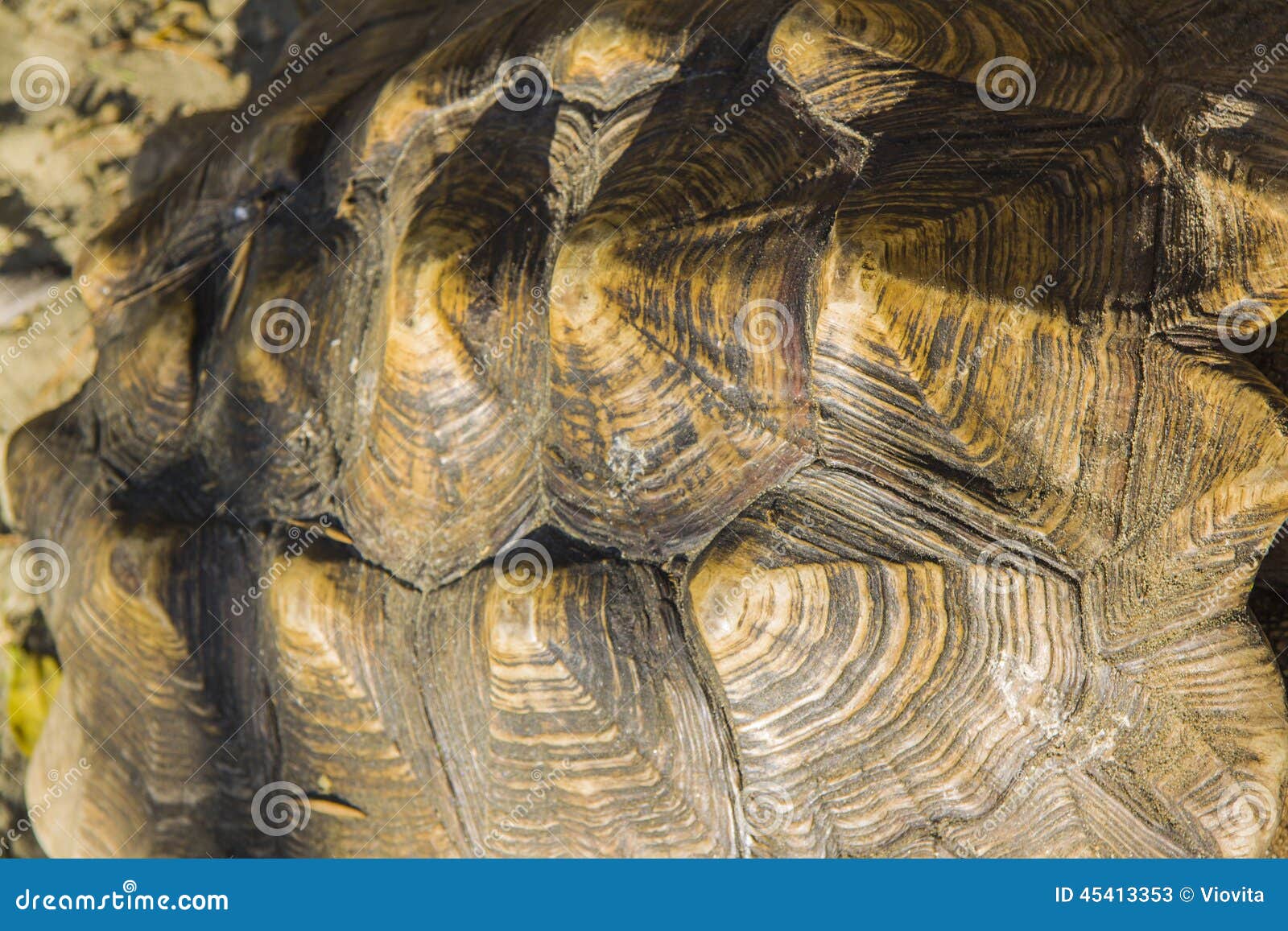 Turtle armour texture stock image. Image of herbivore - 45413353