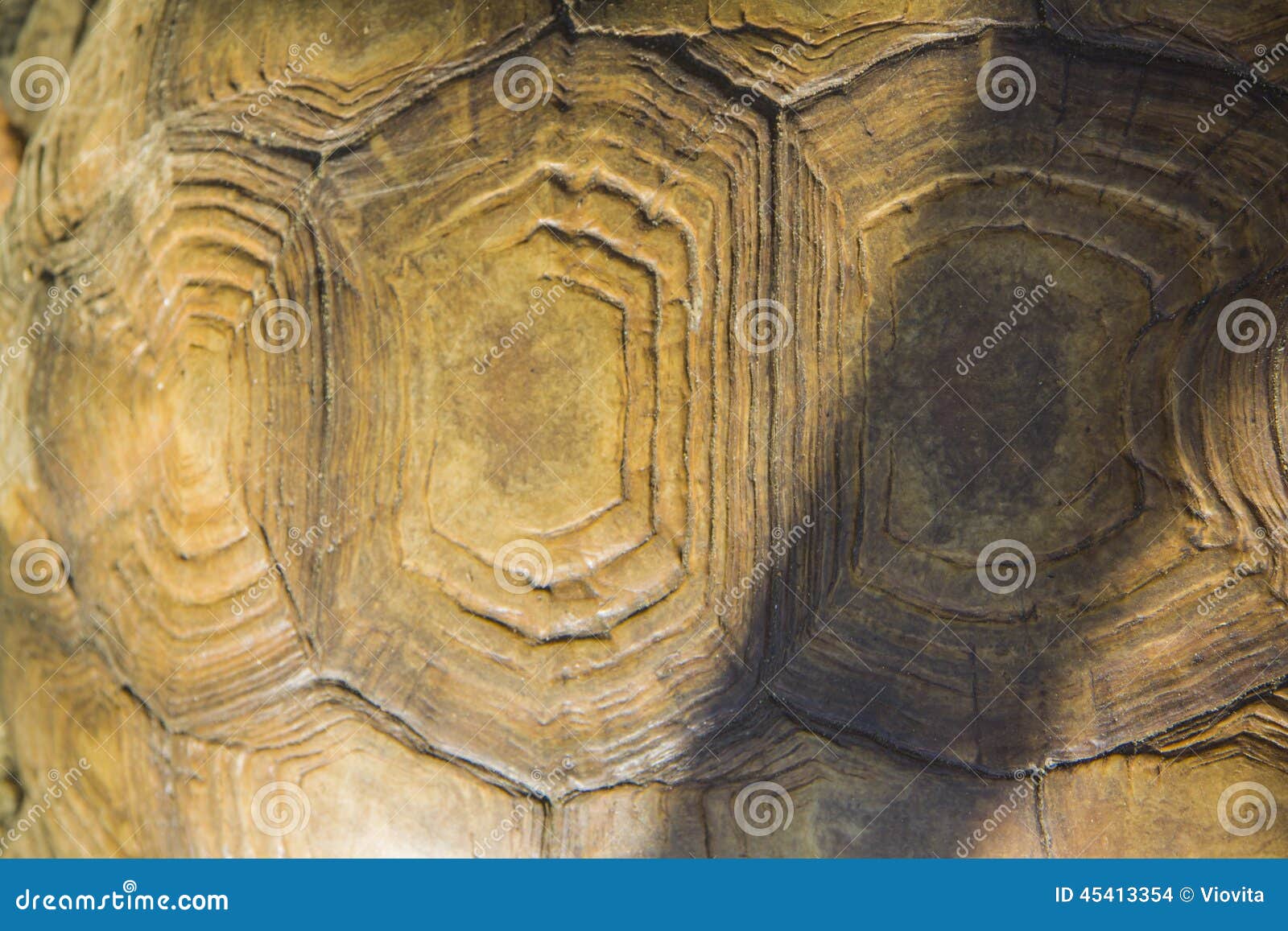 Turtle armour texture stock photo. Image of garden, ancient - 45413354