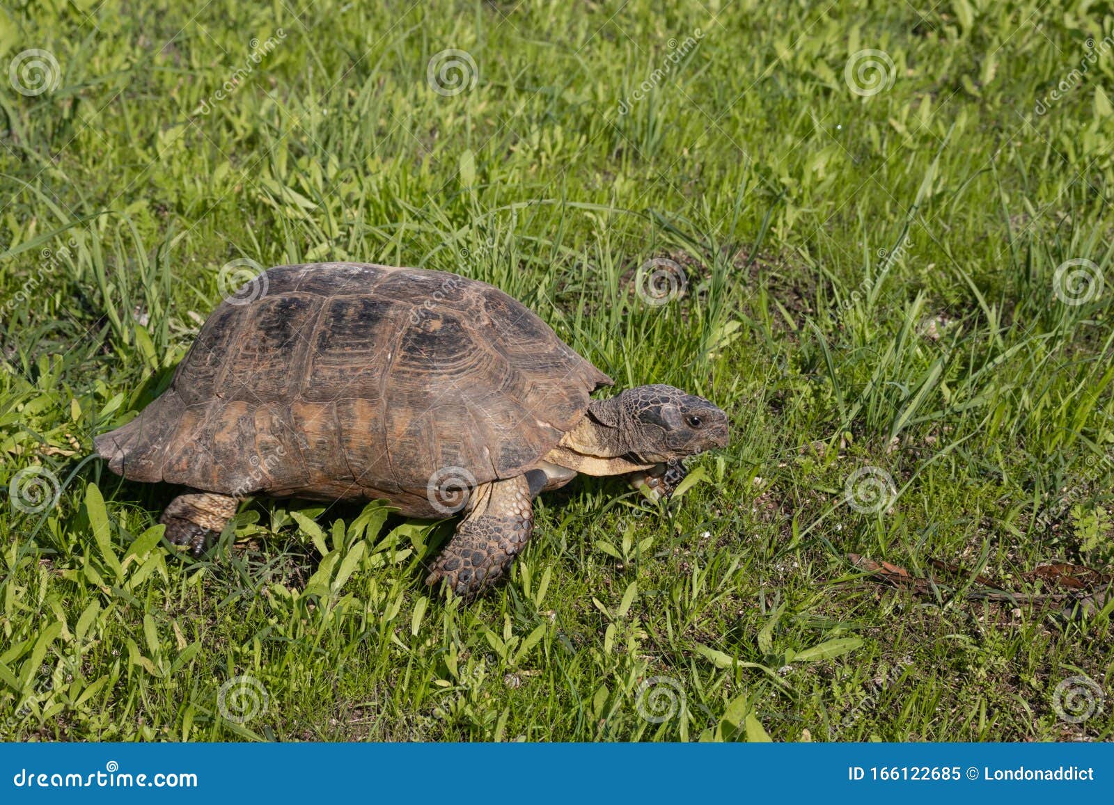 Turtle in Athens, Greece, on the Sights of Acropolis Monument on Green ...