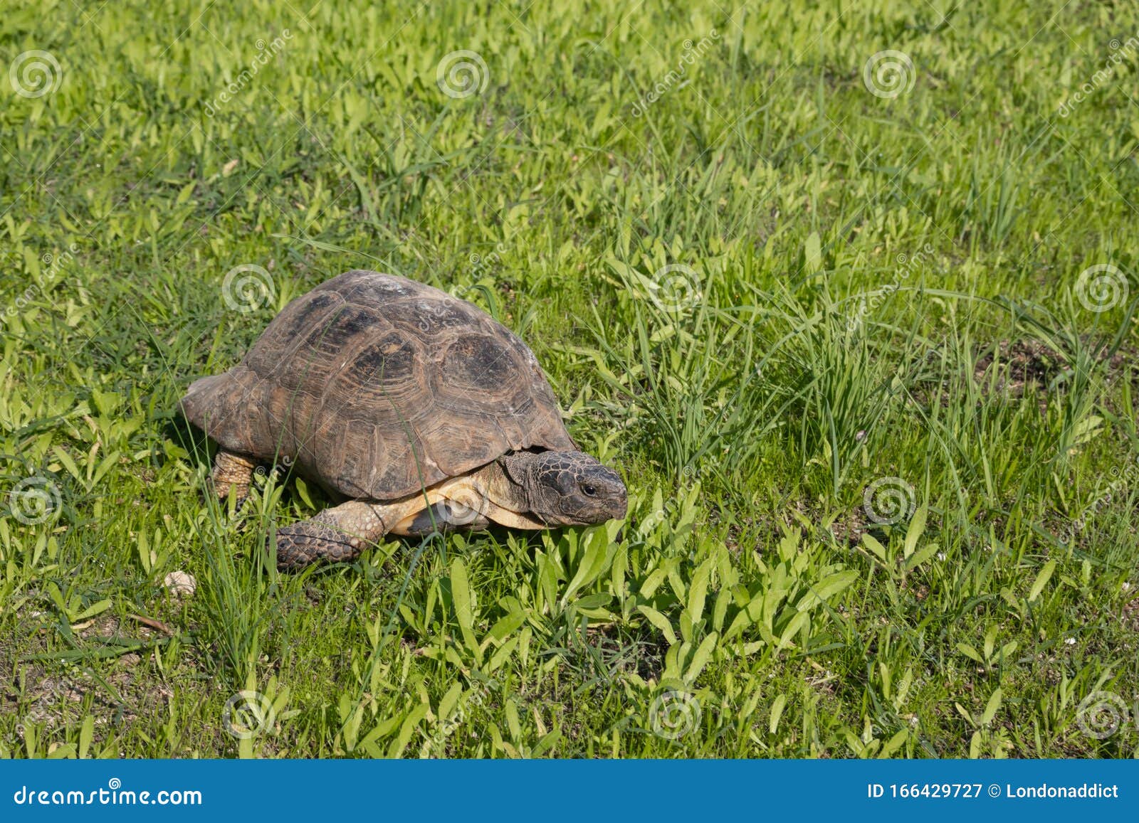 Turtle in Athens, Greece, on the Sights of Acropolis Monument on Green ...
