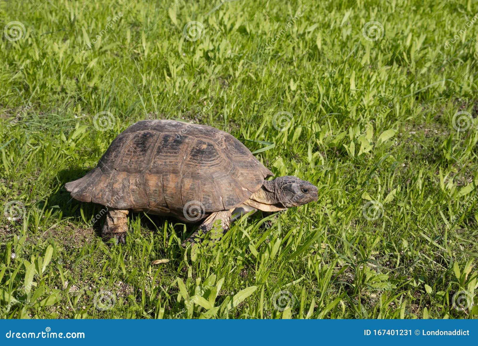 Turtle in Athens, Greece, on the Sights of Acropolis Monument on Green ...