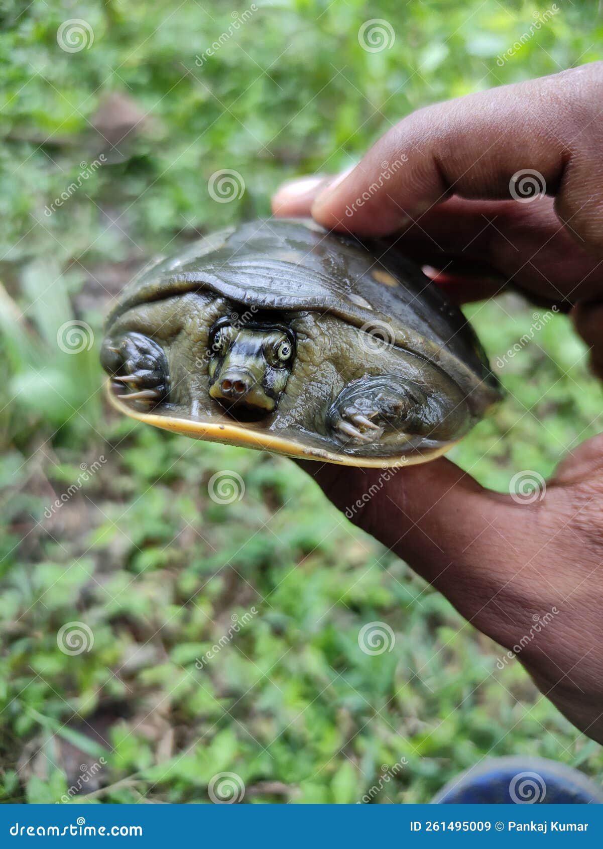 Baby Turtle ,turtle Image ,turtle of Child Stock Image - Image of fish ...